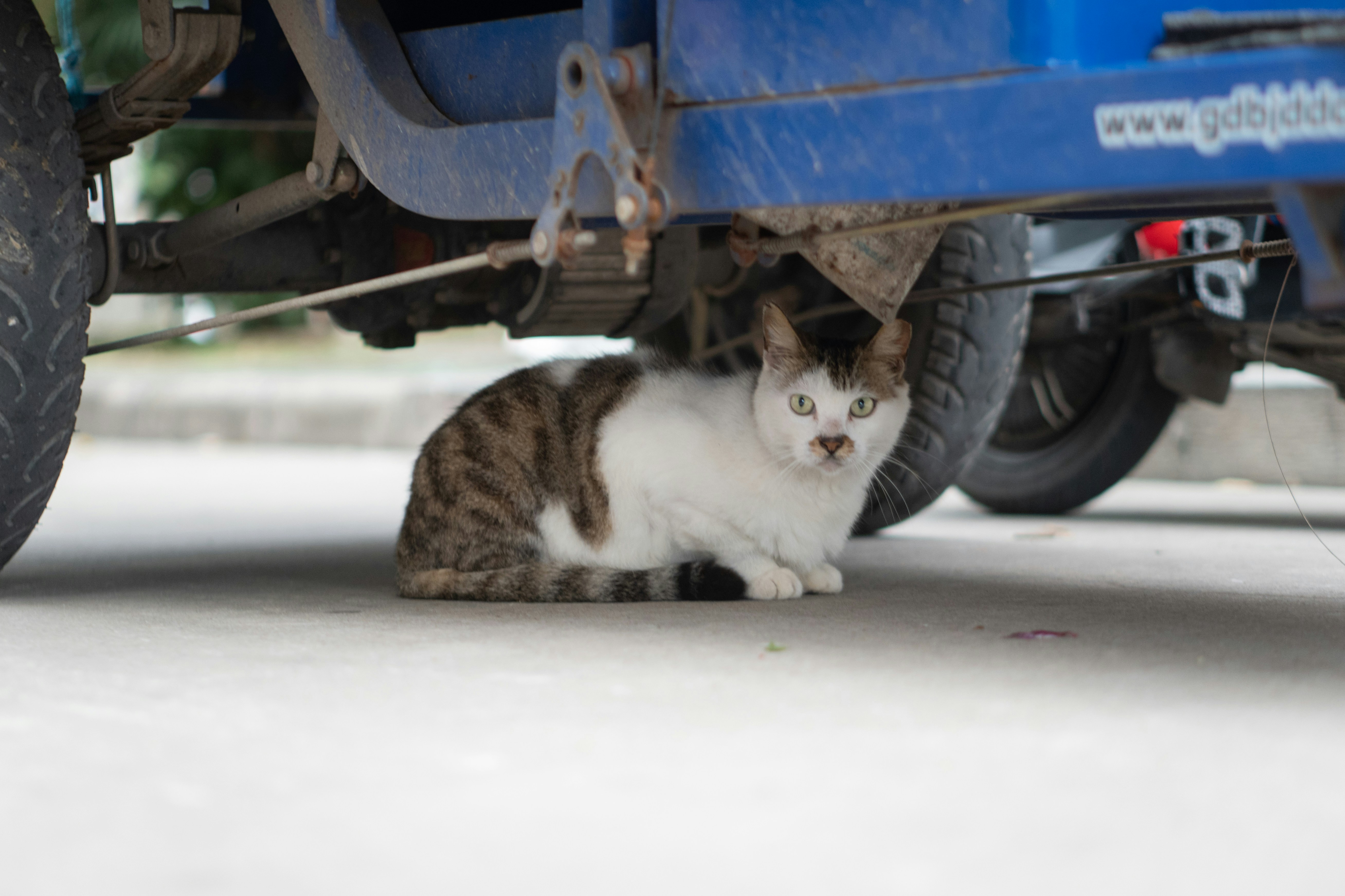 Under the Blue Frame: A Ground-Level Cat's Quiet Gaze
