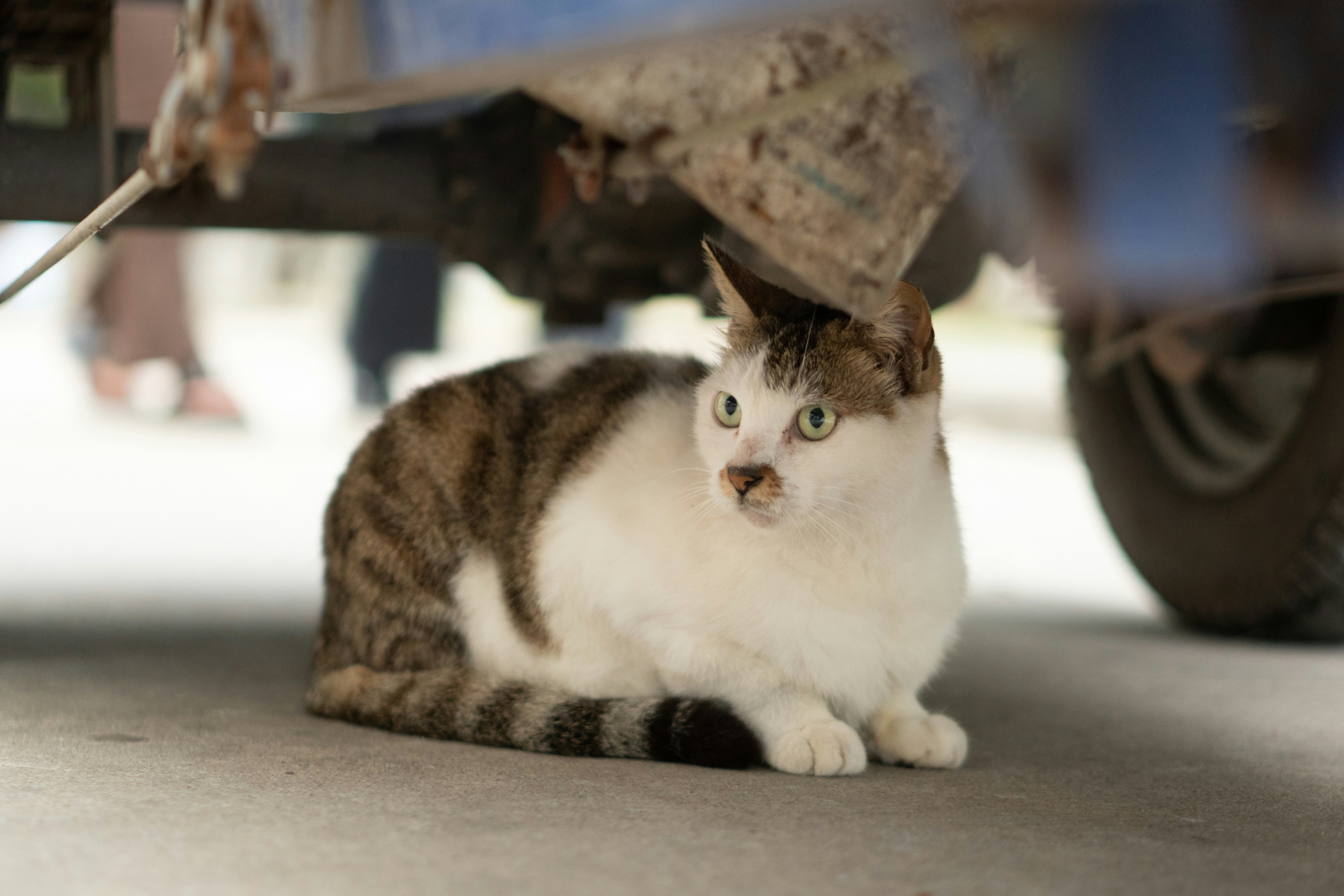 Safety Under Wheels: A Needle-Nose Cat Staring from the Shade