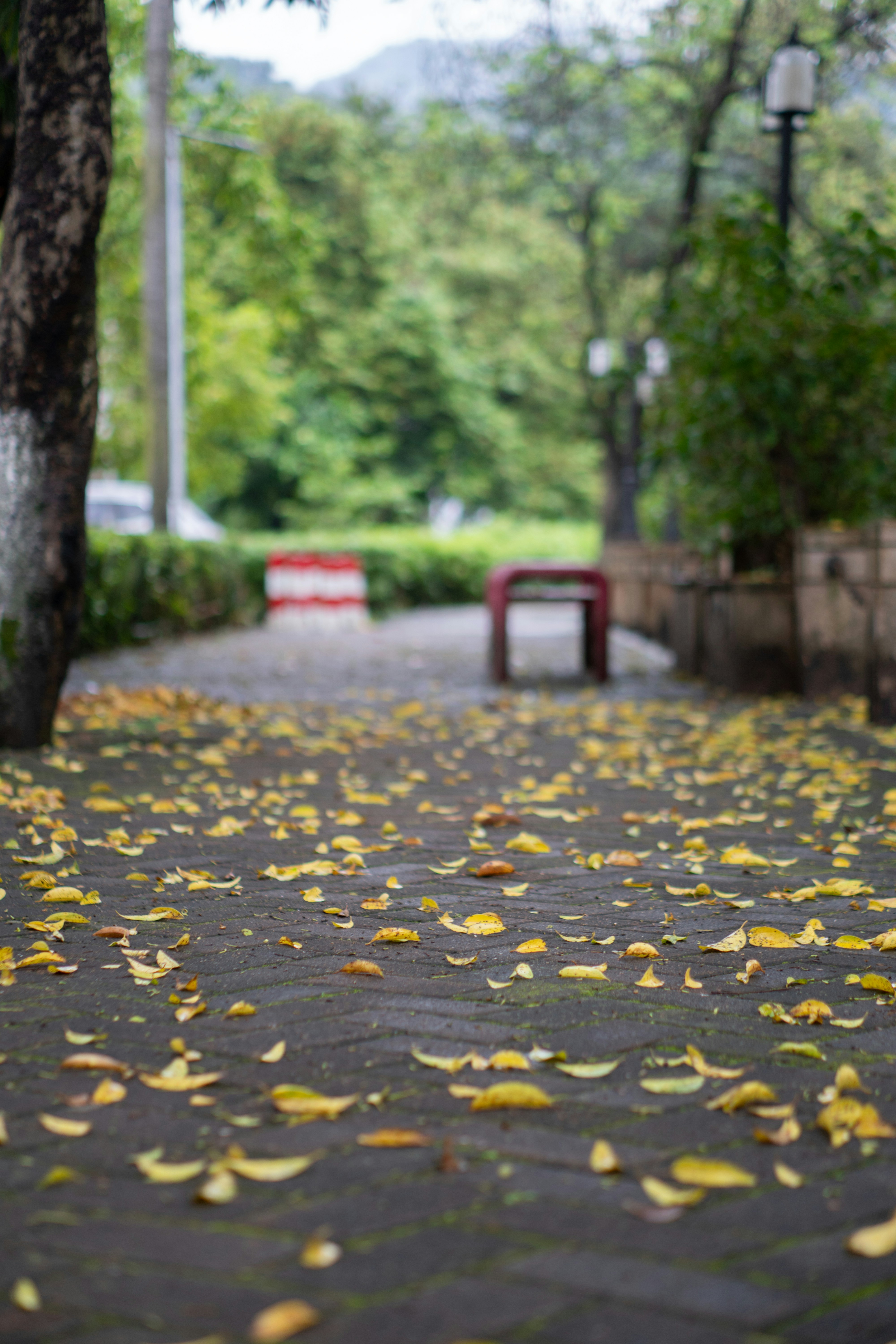 Golden Path, Soft Focus: A Park Walkway Dusted with Fall Leaves