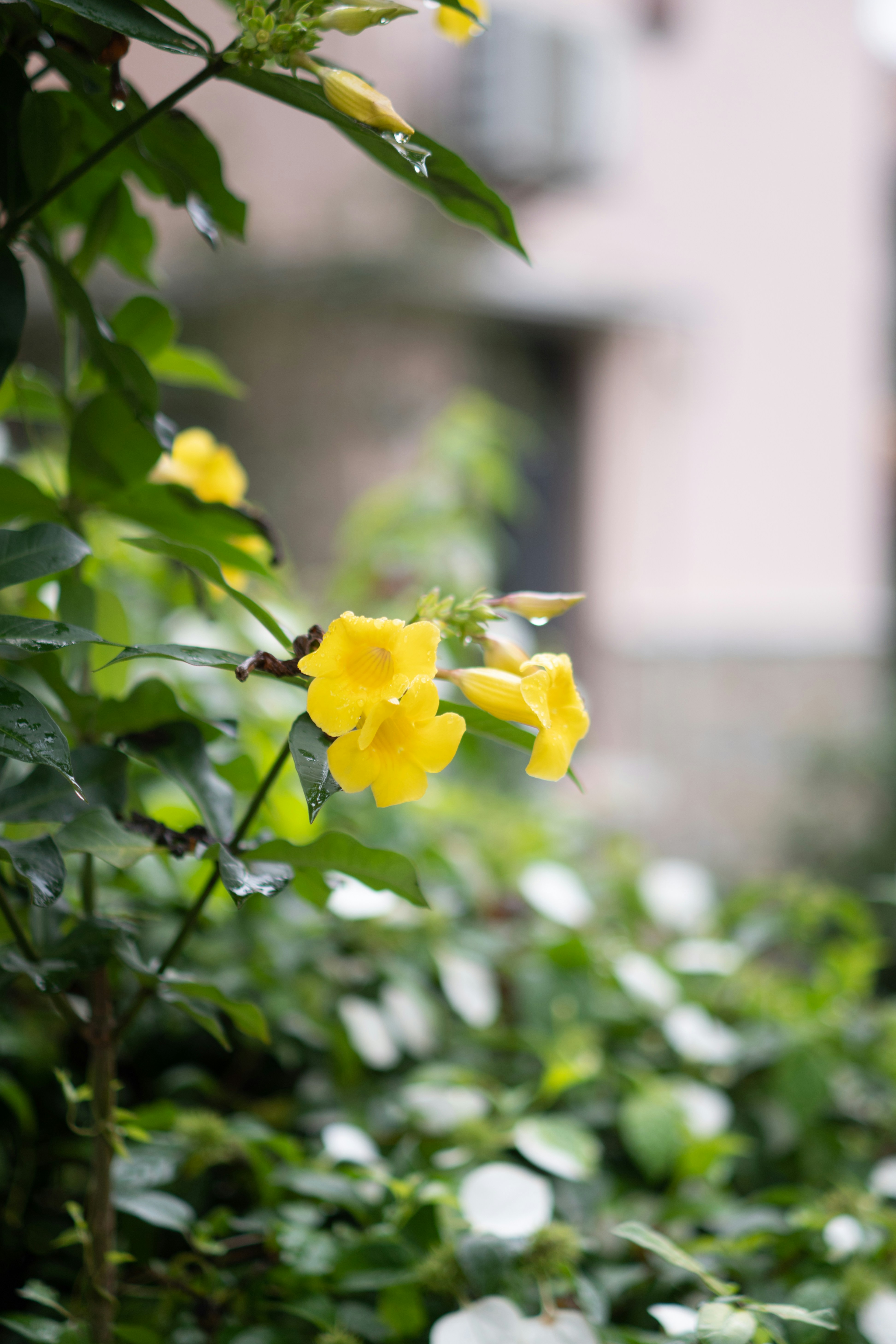 Sunlit Yellow Bloom Cluster Framed by Velvet Garden Blur
