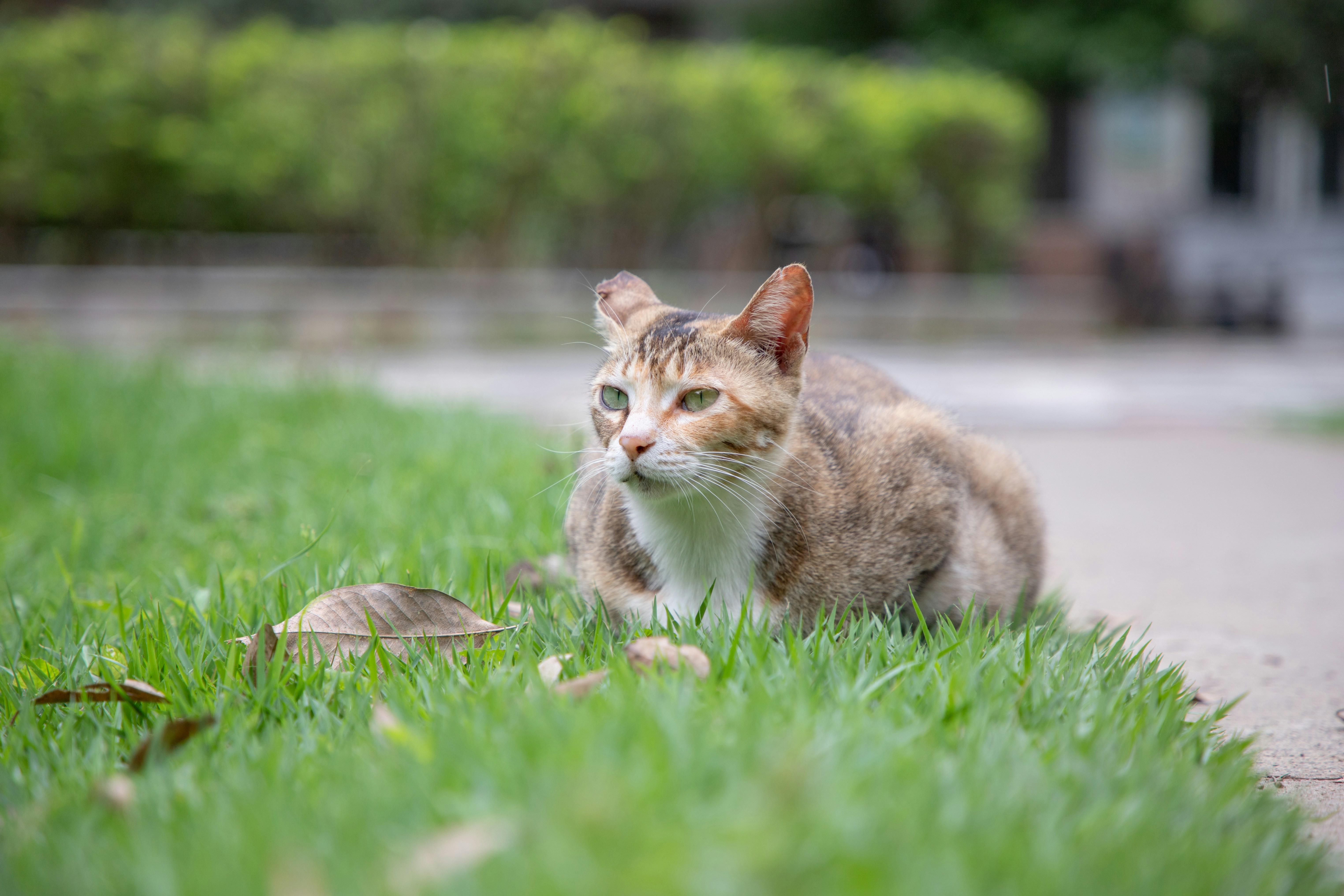 Focused Feline on a Quiet Park Lawn