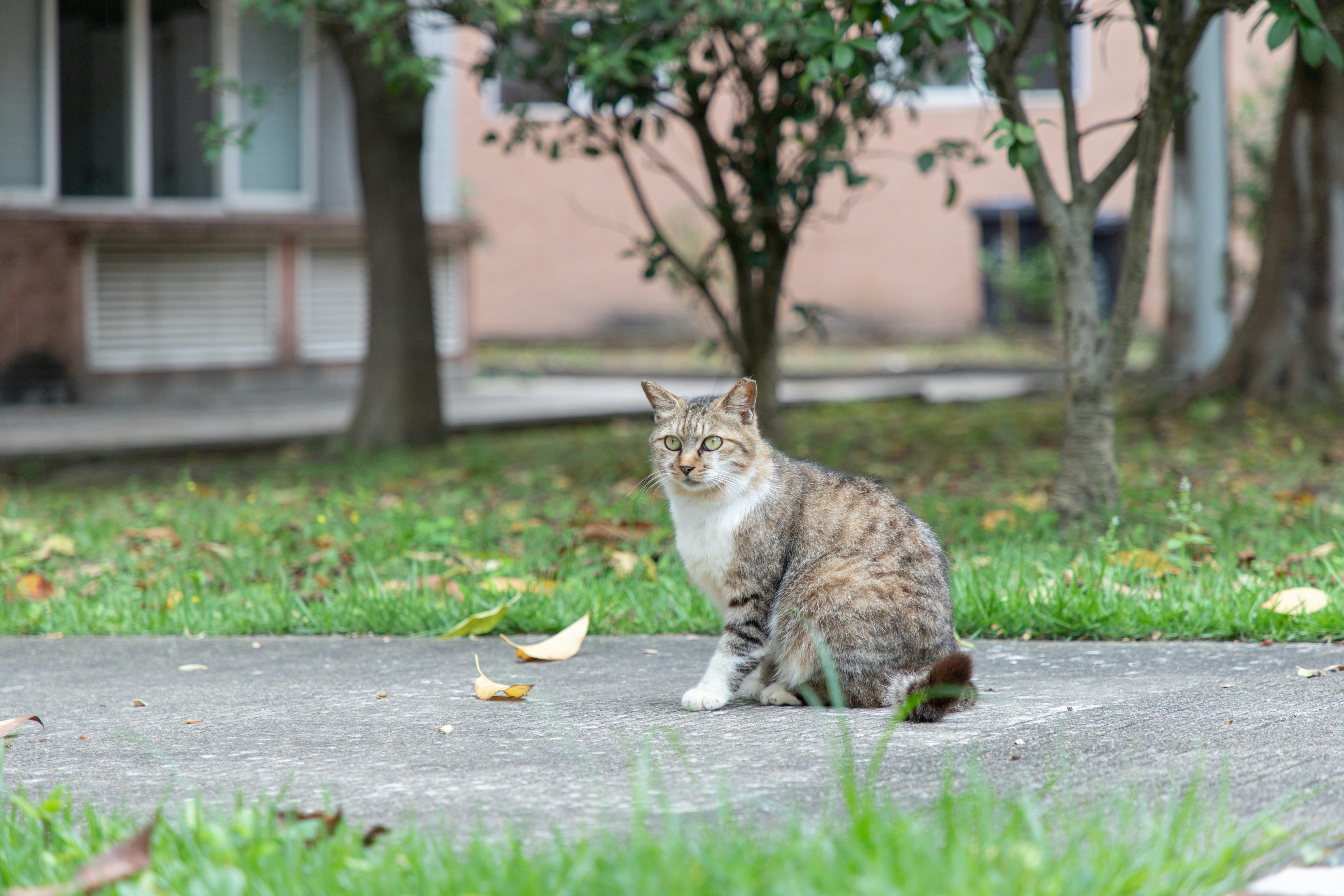 Parkside Sentinel: A Tabby Watches the Path