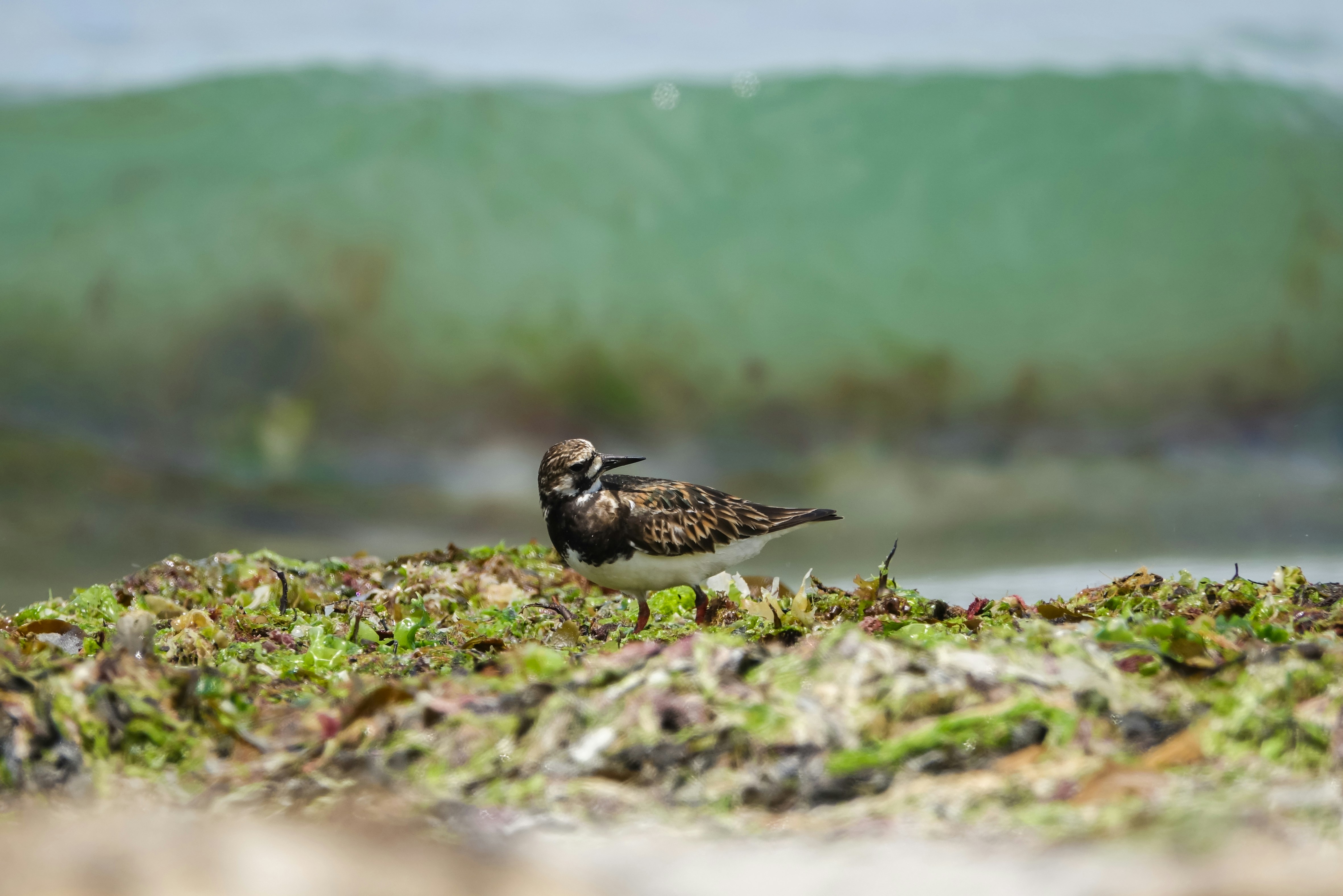 Mossy Edge Sentinel: a lone shorebird meets the jade-green wave