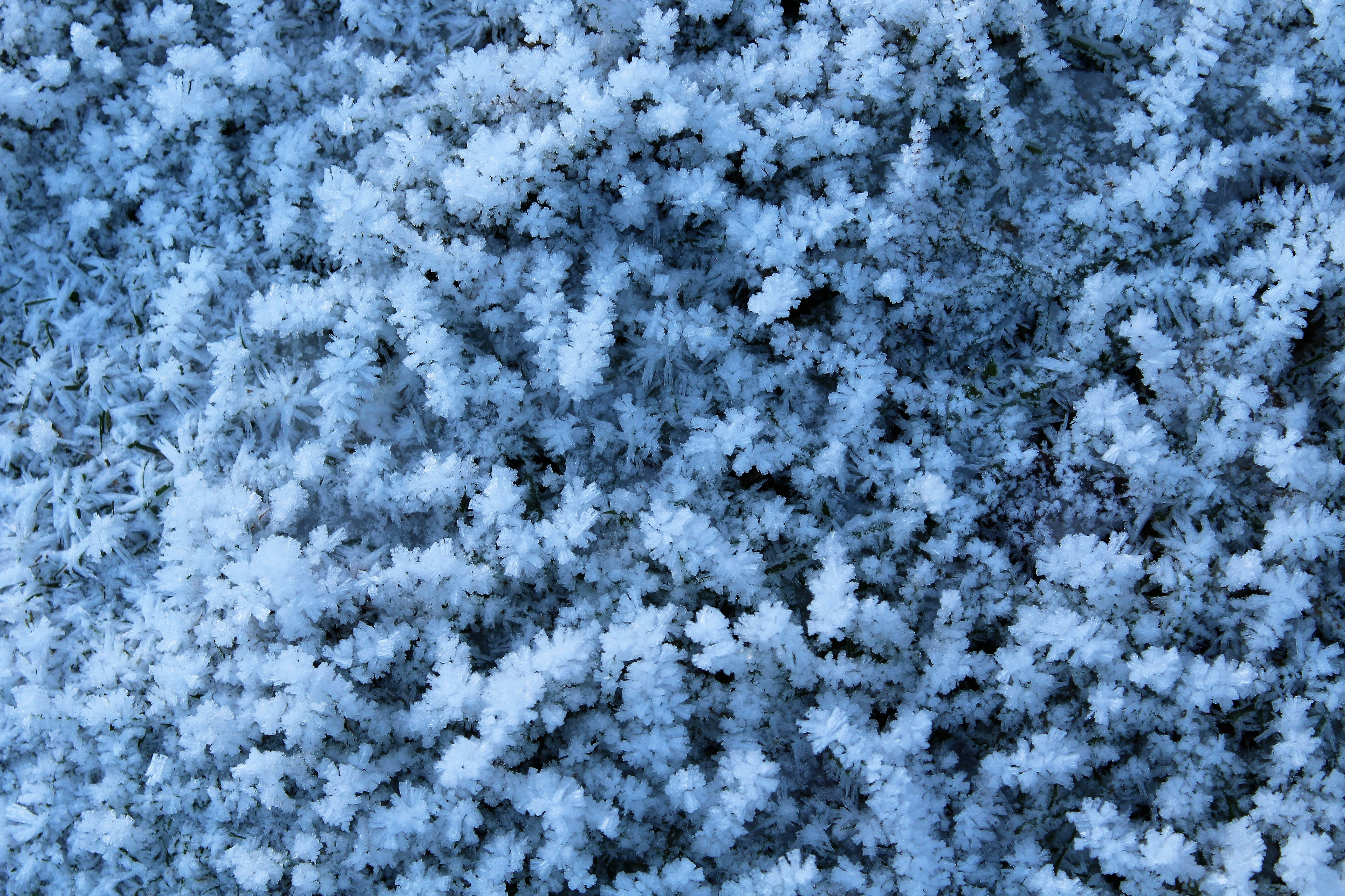 A close up of a bunch of trees covered in snow photo – Free Aberaeron ...