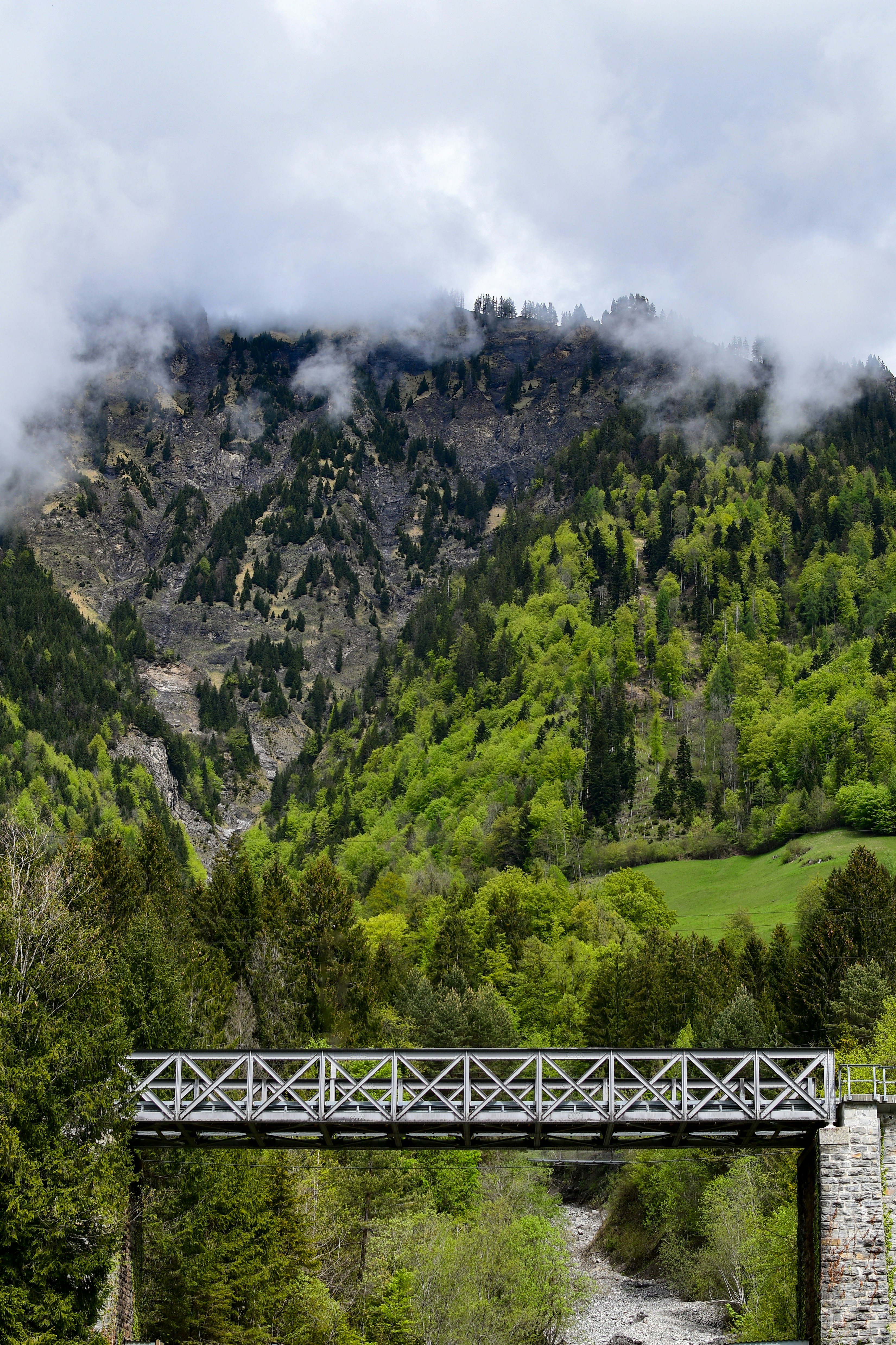 Alpine Gorge Bridge Cloaked in Mist and Pines