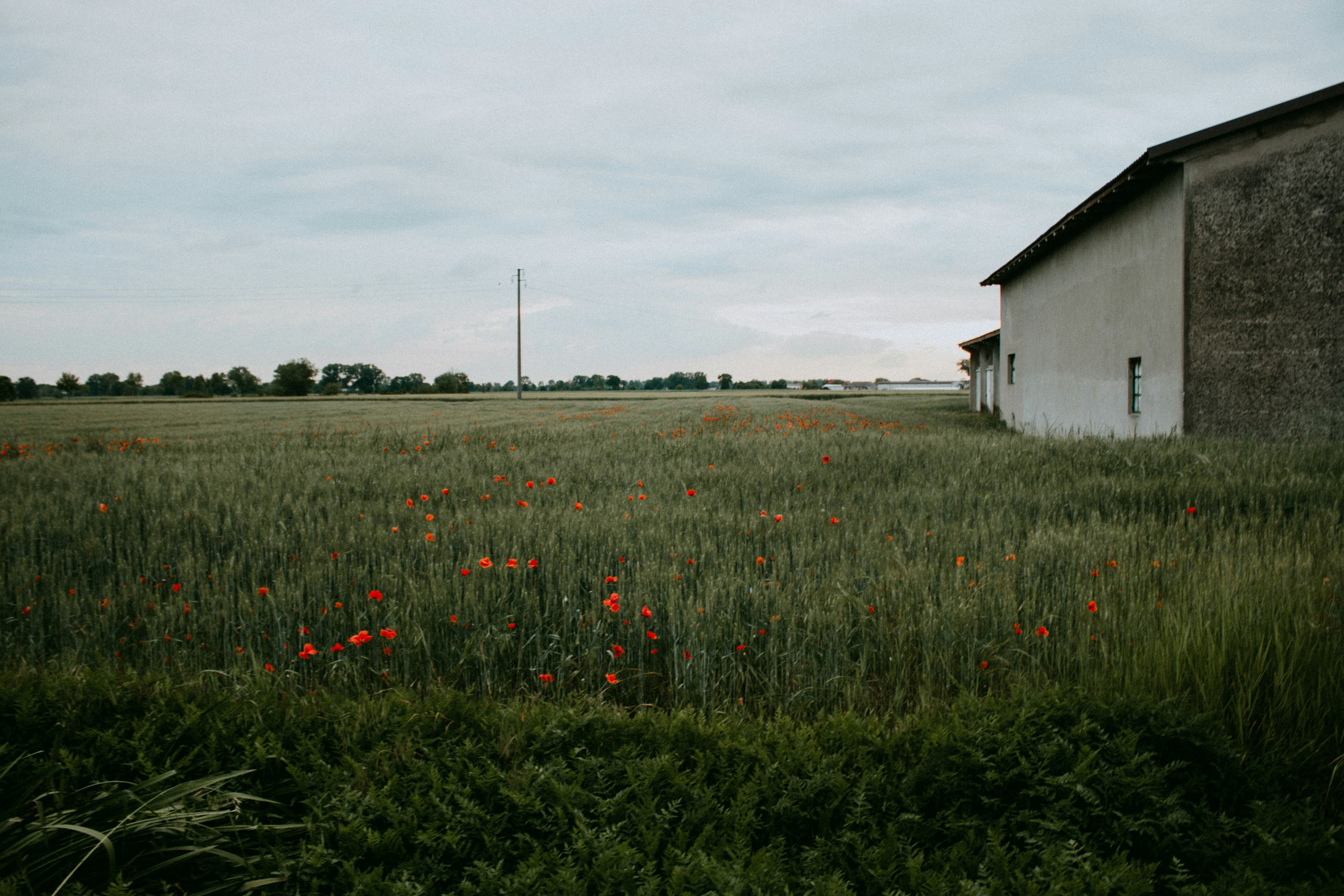 Country Life Pictures | Download Free Images on Unsplash