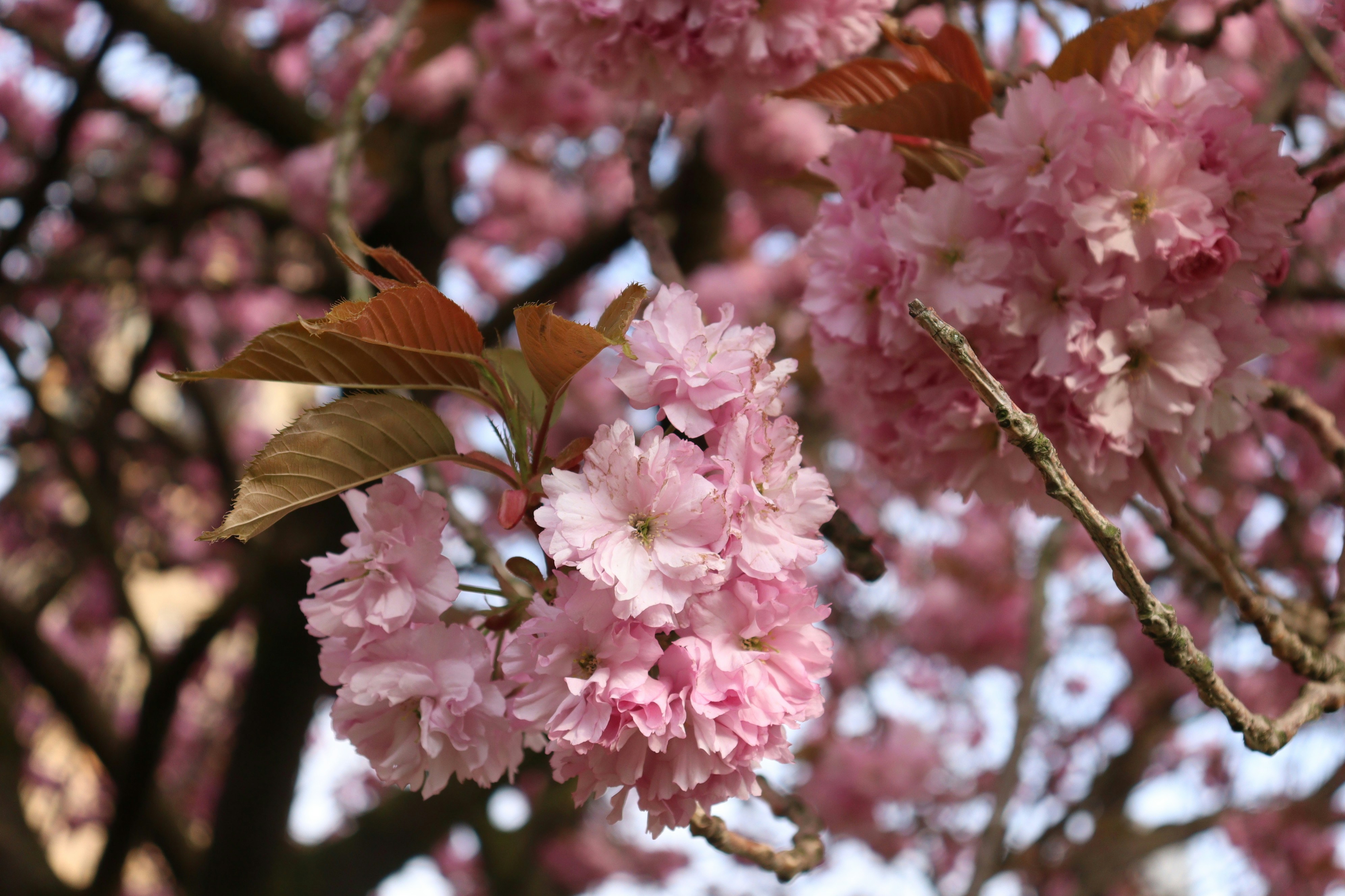 Pink cherry blossoms flourish on tree branches, framed against a soft-focus backdrop.