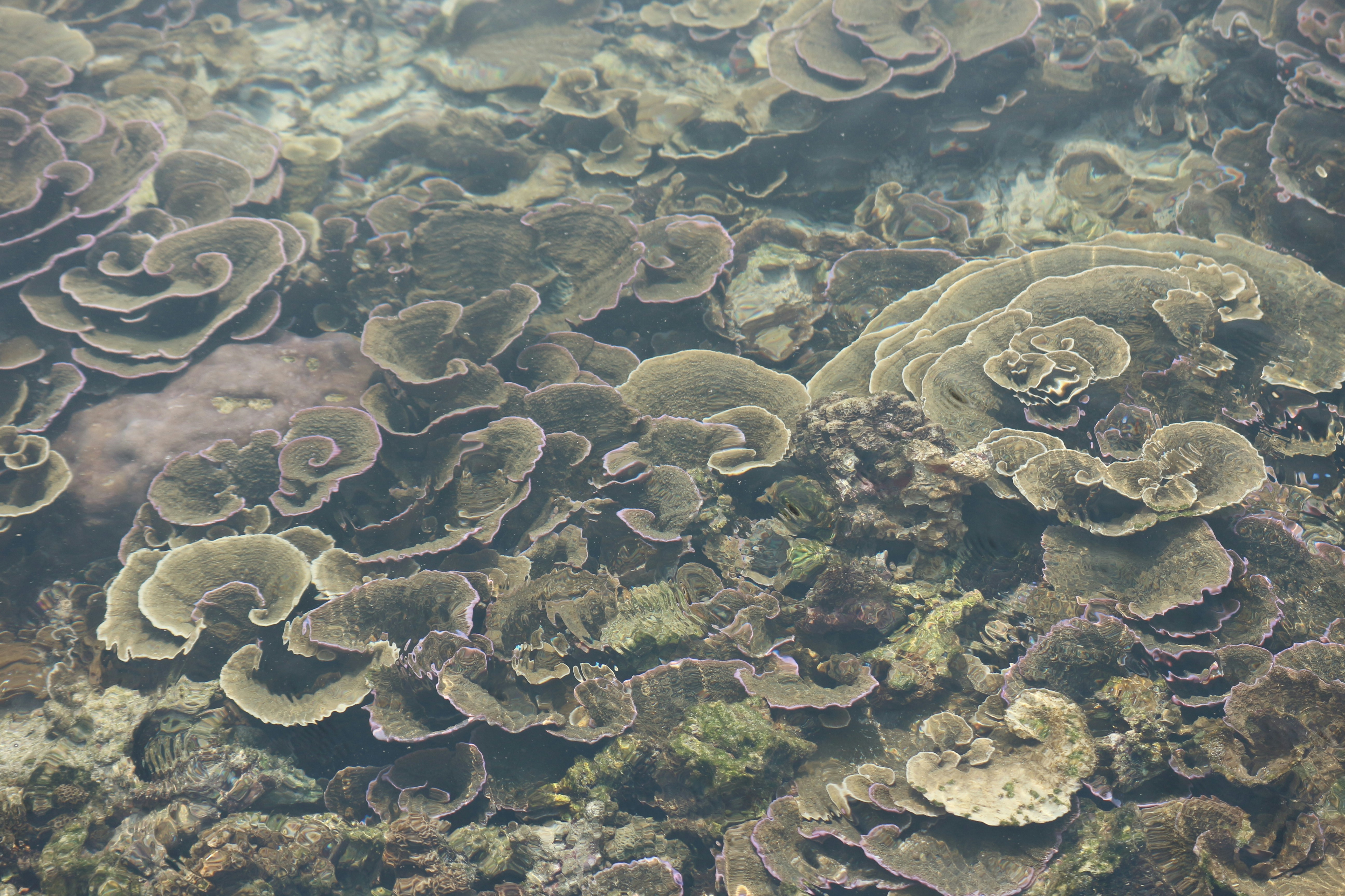 A group of corals that are under water photo – Free Portrait Image on ...