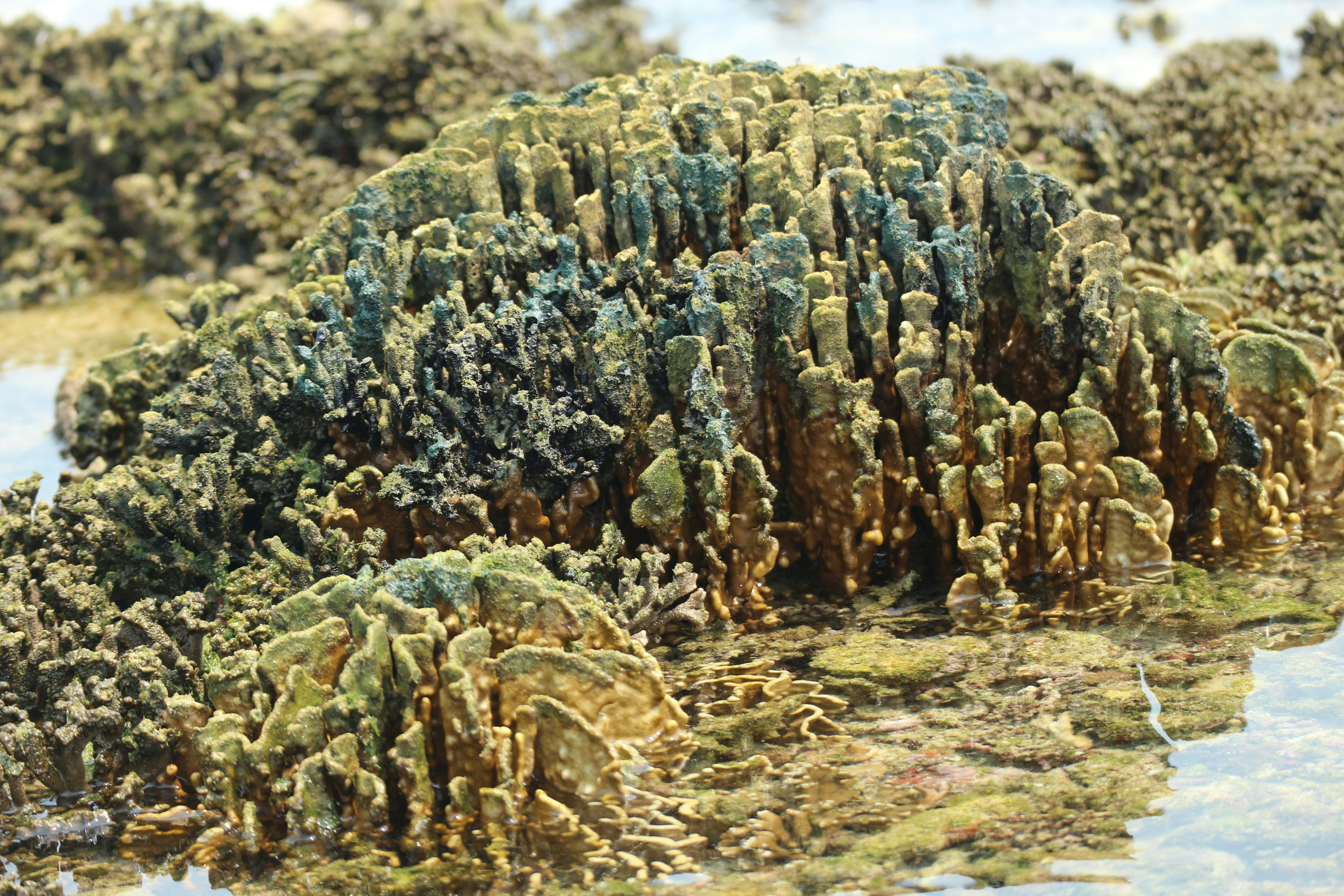 Foliose Lichens: A Comprehensive Guide