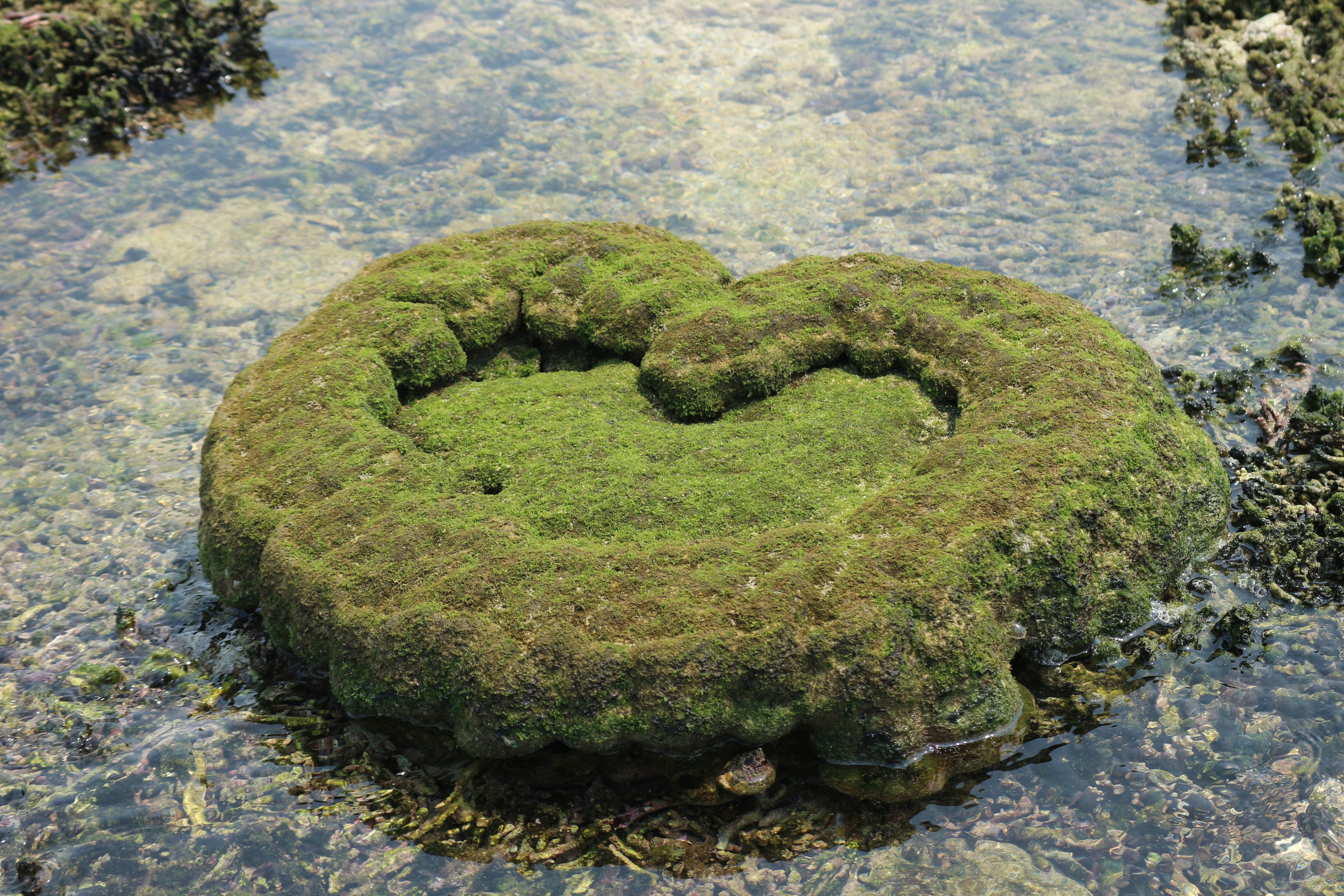 a heart shaped moss covered rock in the water