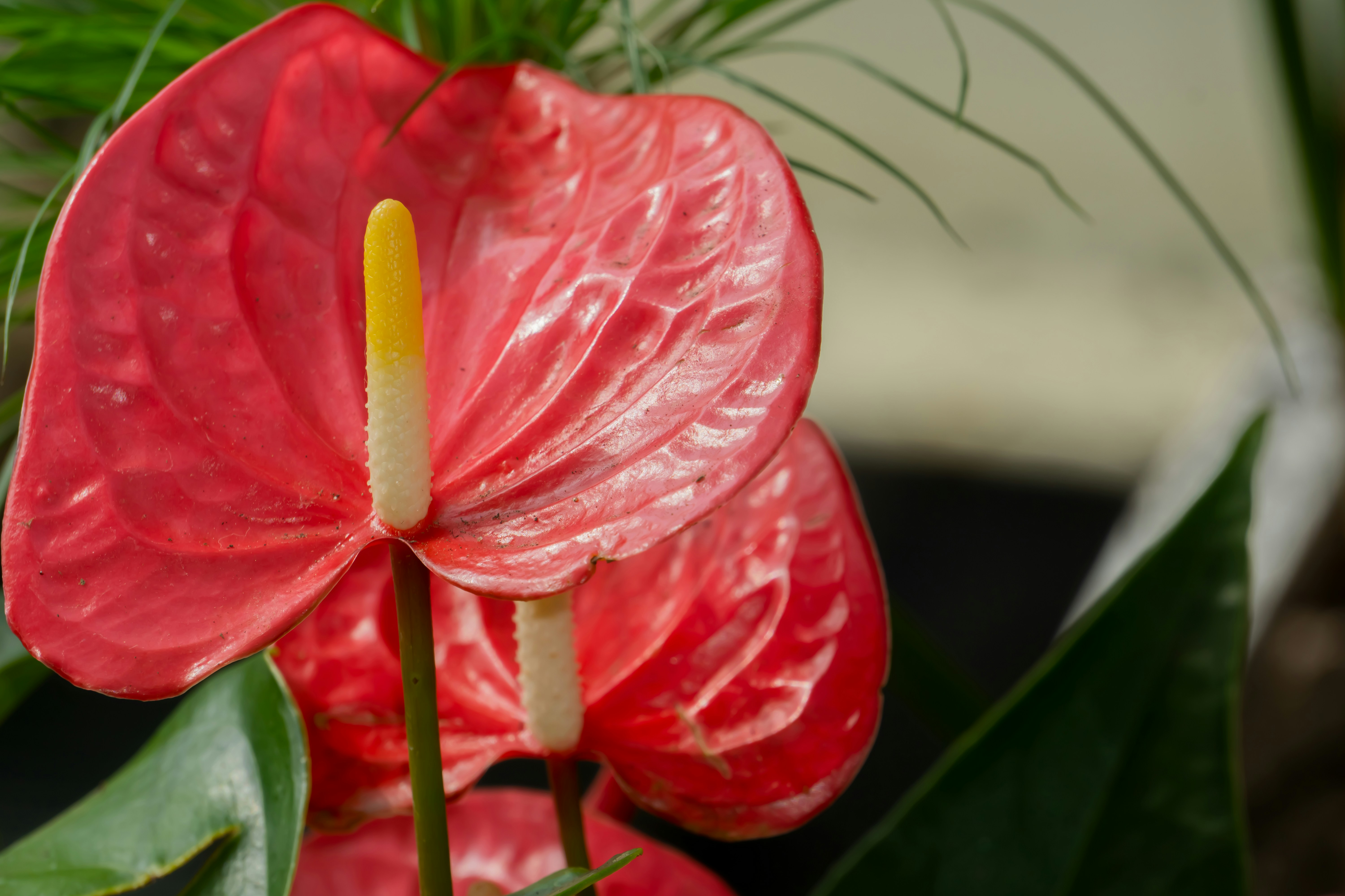A close up of a red flower with green leaves photo – Free #shutterbug Image on Unsplash