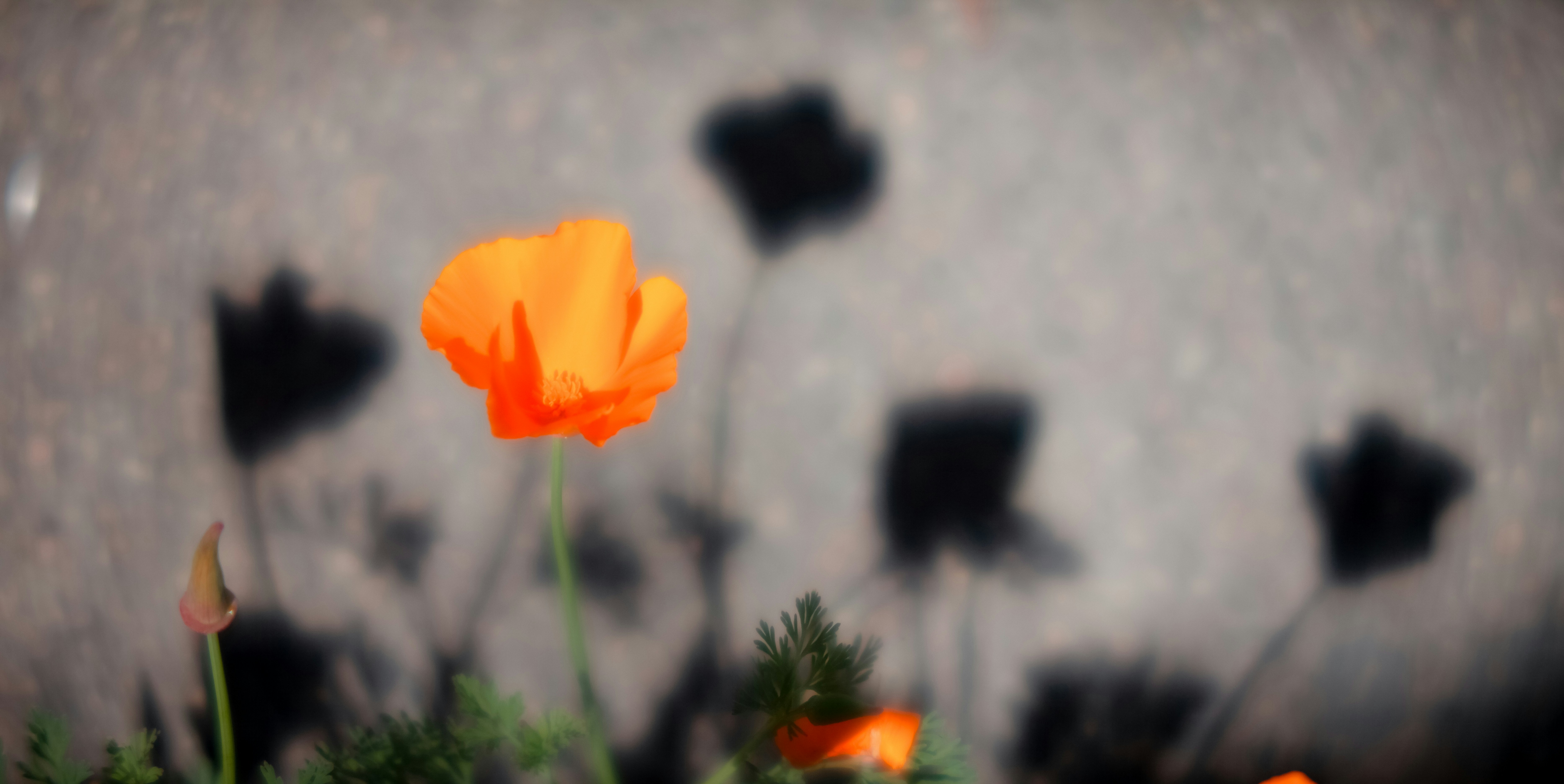 One Orange Poppy Standing Clear Against a Shadowed Wall
