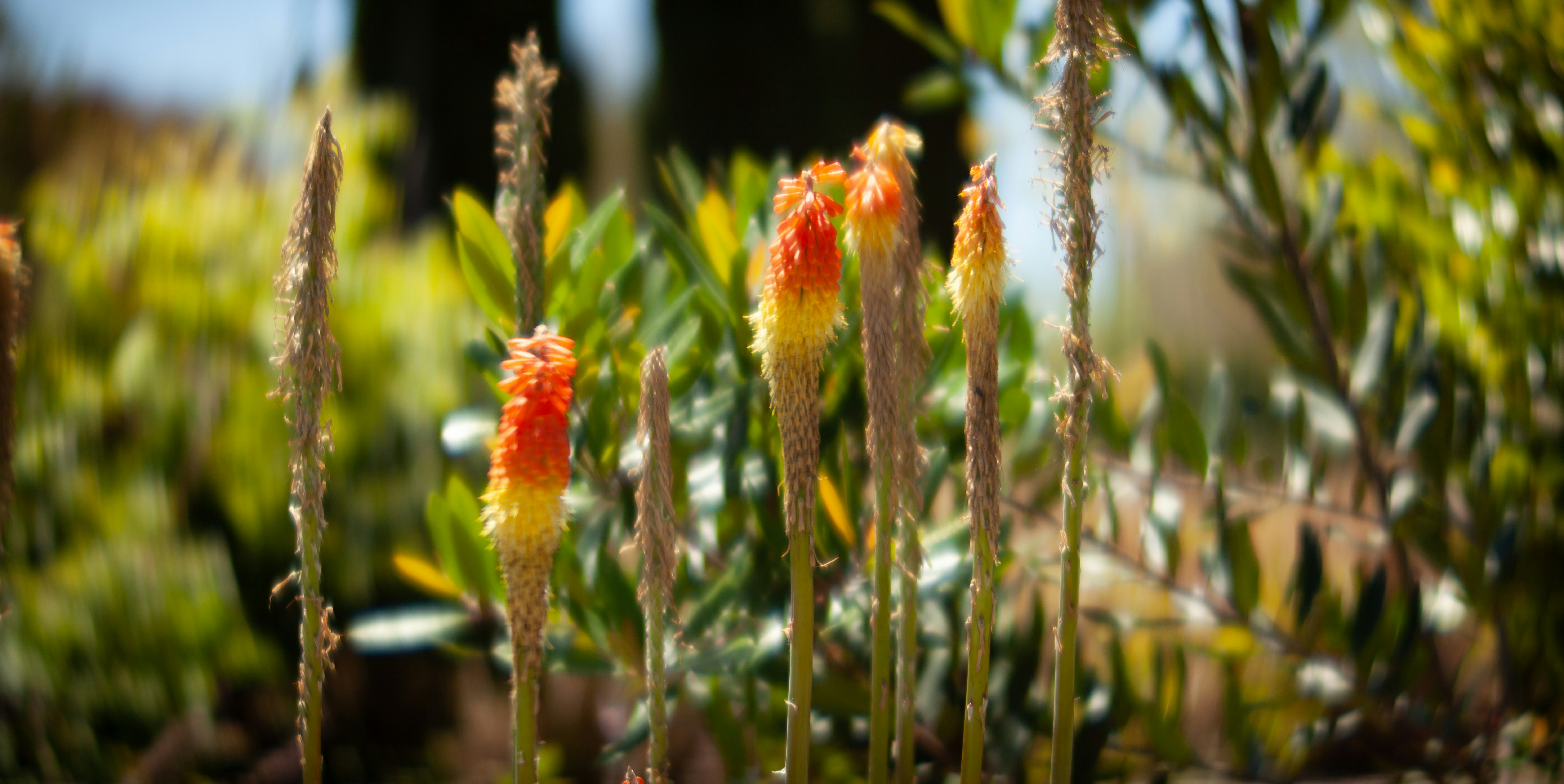 Sunlit Protea-like Buds Reaching Through a Quiet Field