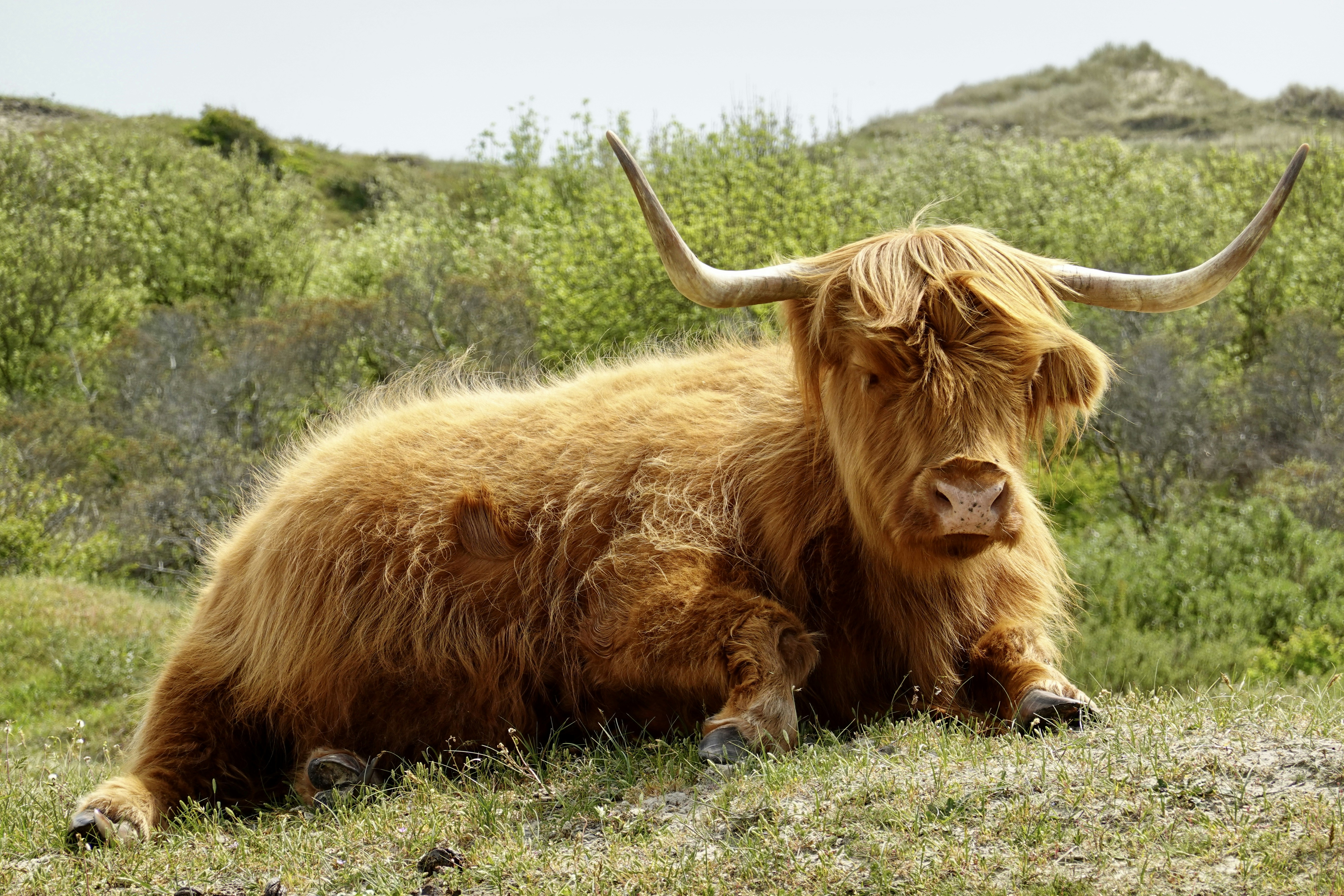 Foto Una vaca de pelo largo acostada en un campo – Imagen Vaca ...