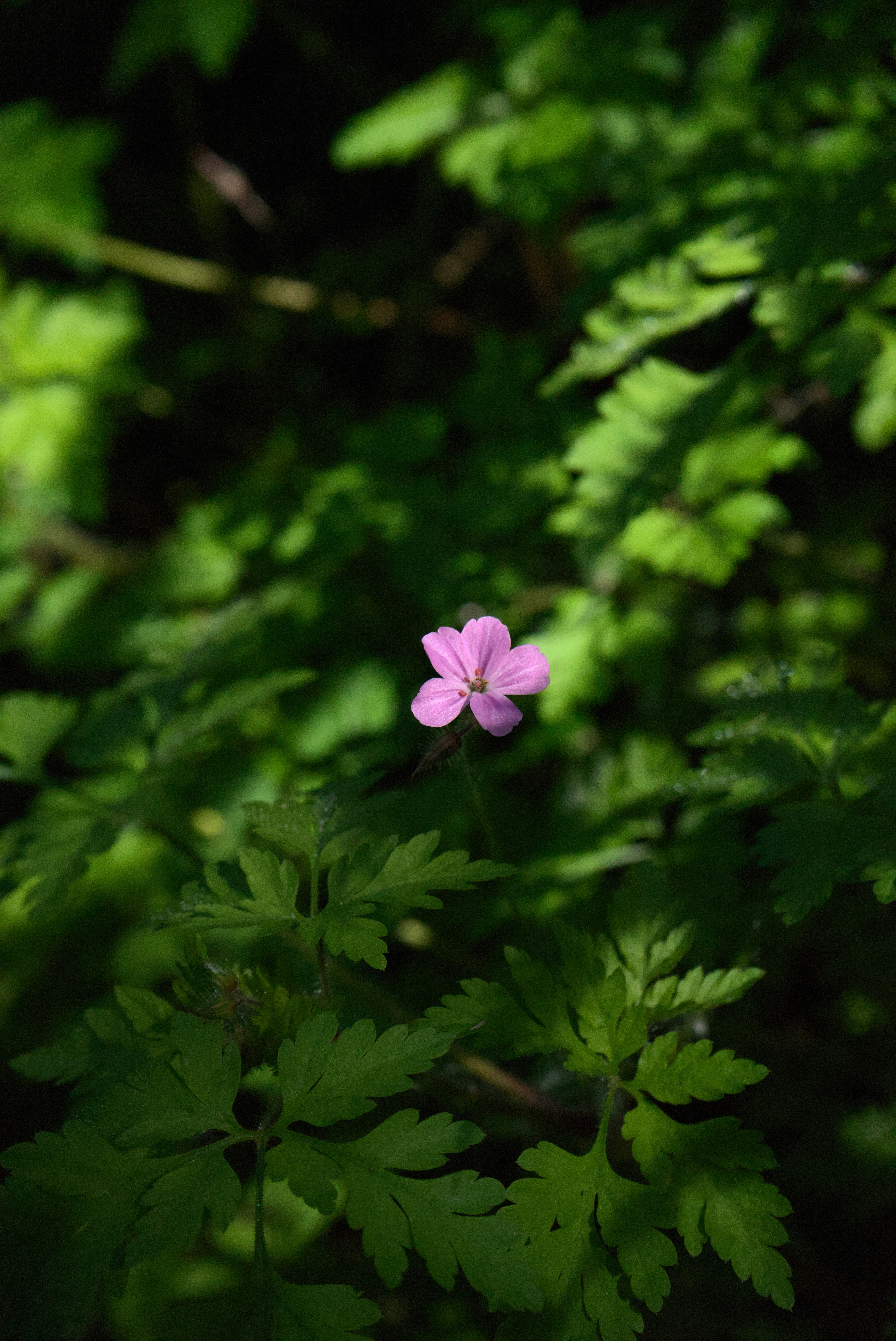 Geranium robertianum