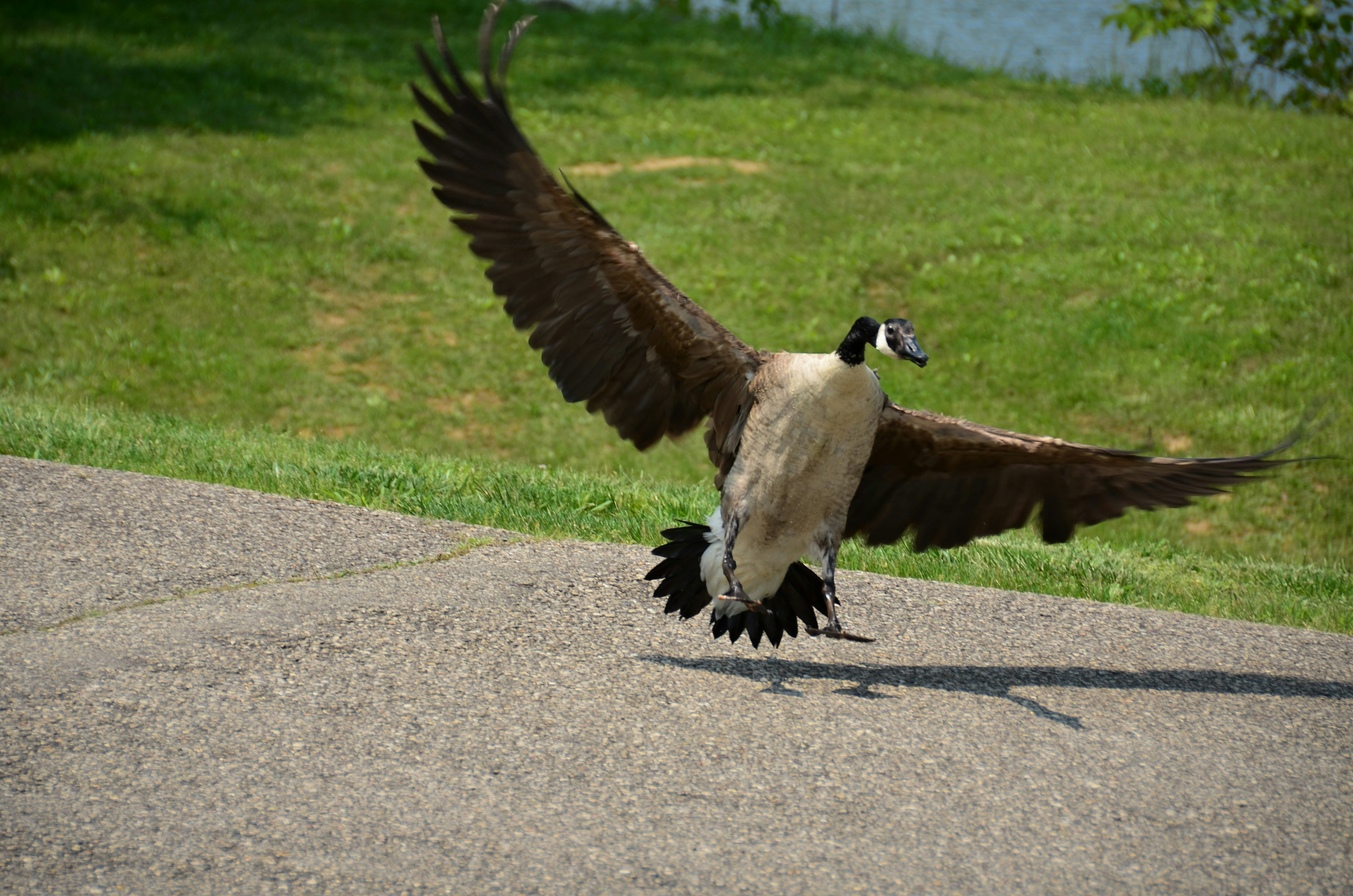 Wing Span in Motion: A Canada Goose Takes Off from the Path