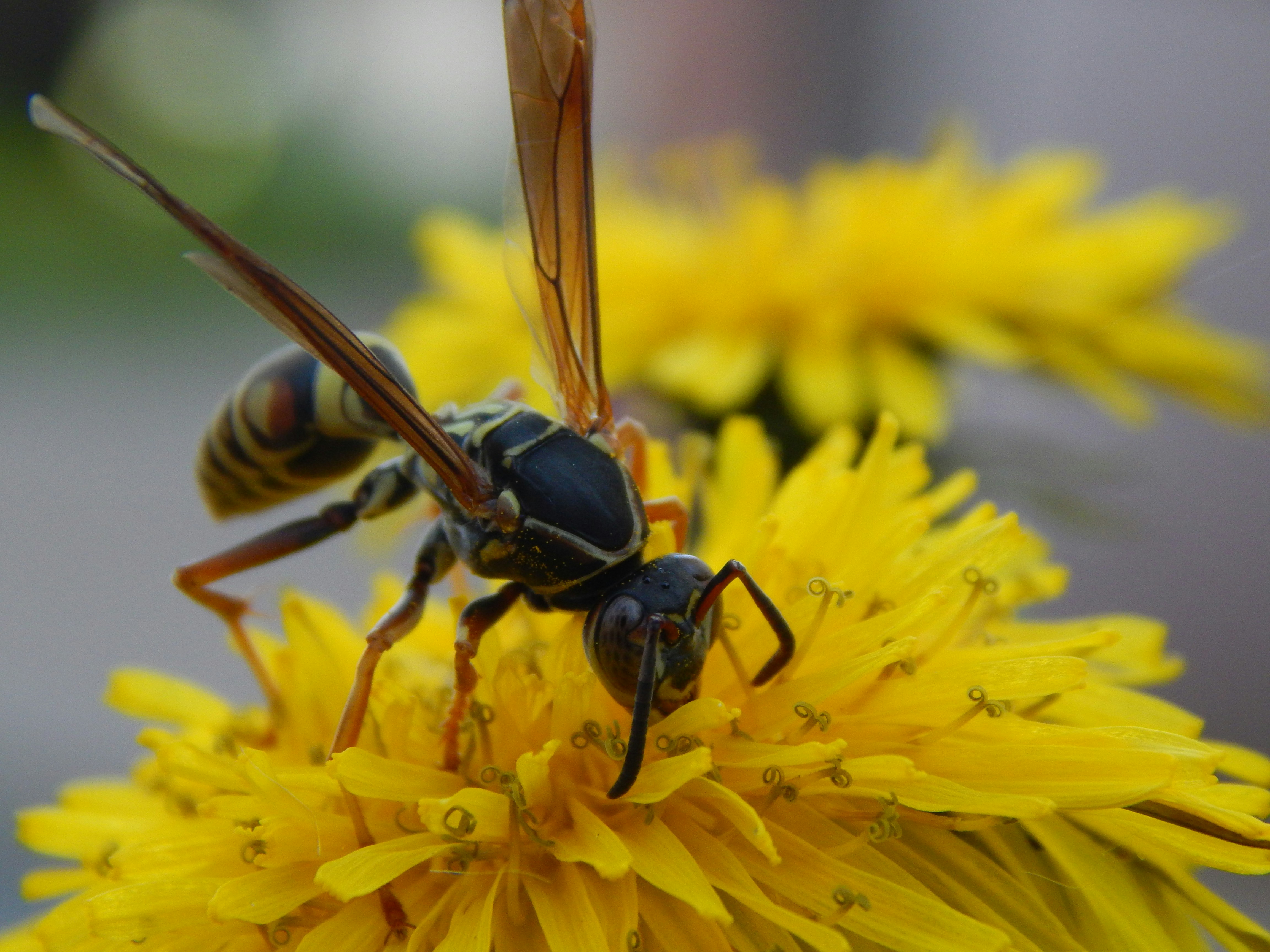 Amber-Winged Wasp on a Sunlit Yellow Bloom: A Macro Portrait