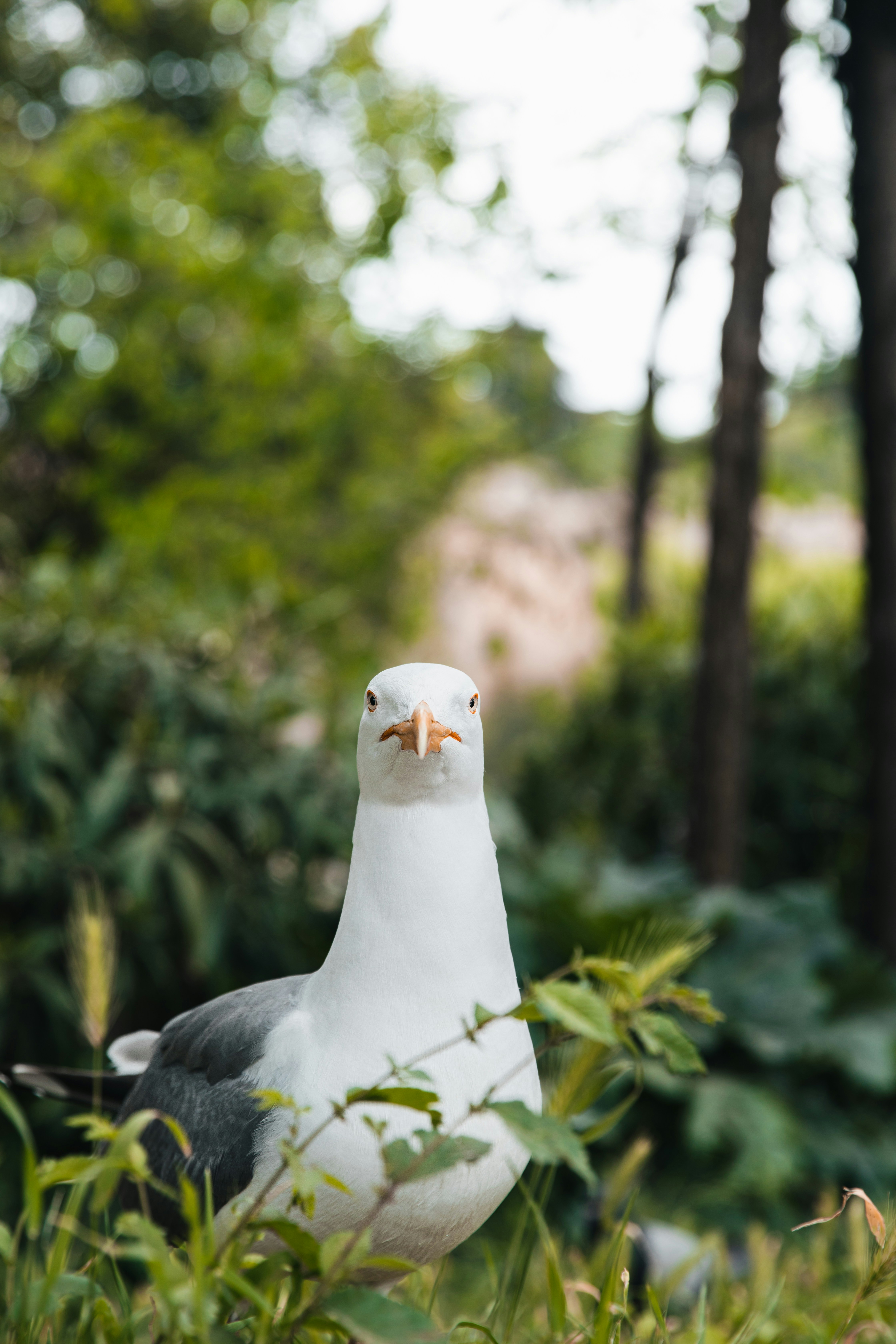 Curious Gull in a Quiet Garden: A Portrait of Focus and Foliage