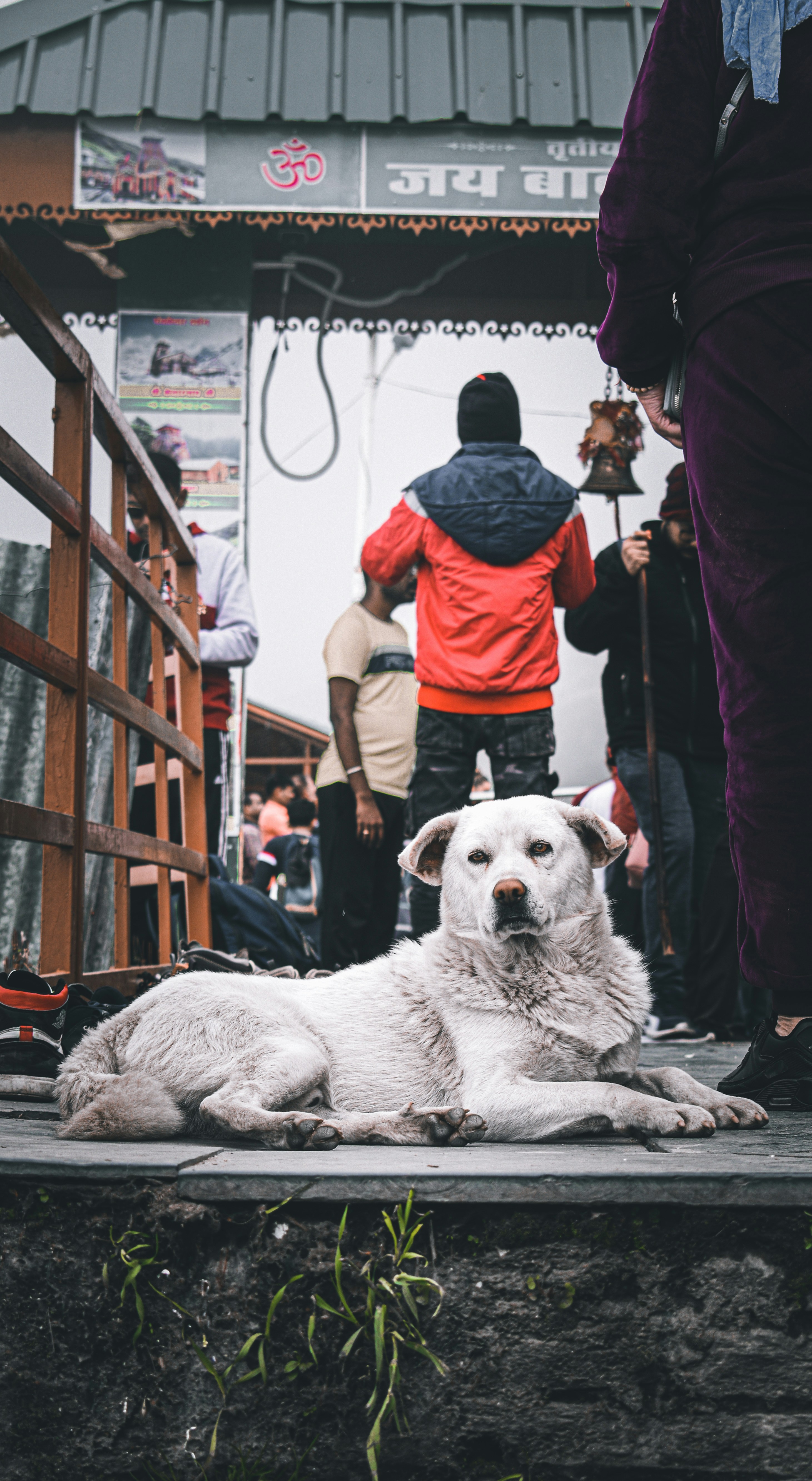 Lone White Dog on a Temple Dock Amid Curious Onlookers