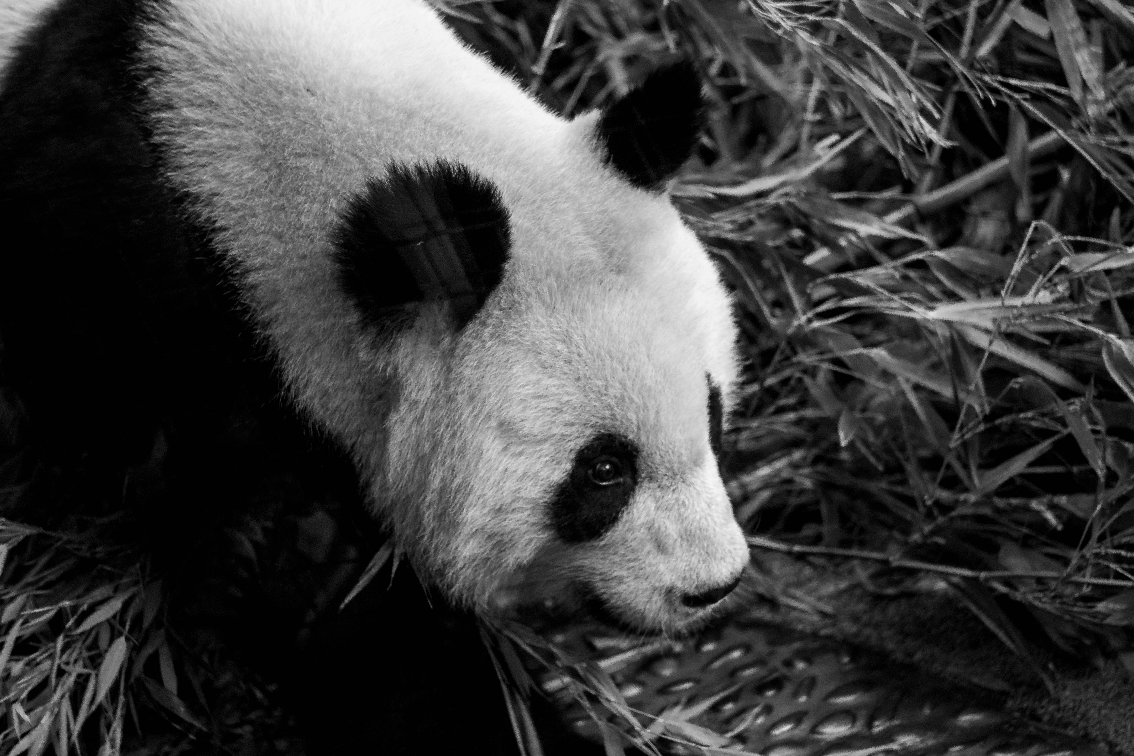 A black and white photo of a panda bear photo – Free Berlin Image on ...