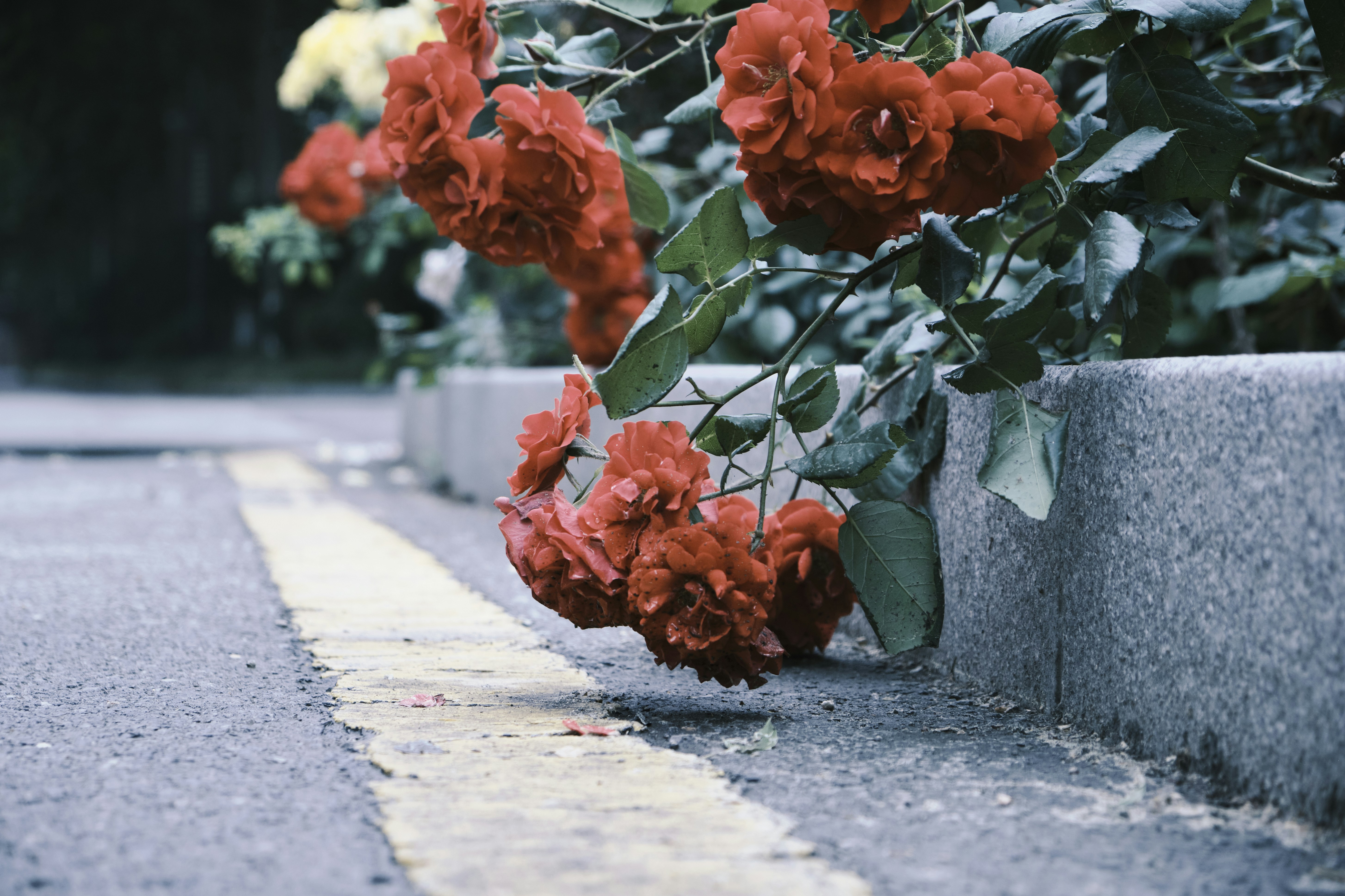 Crimson Roses Framing a Quiet Street Curb