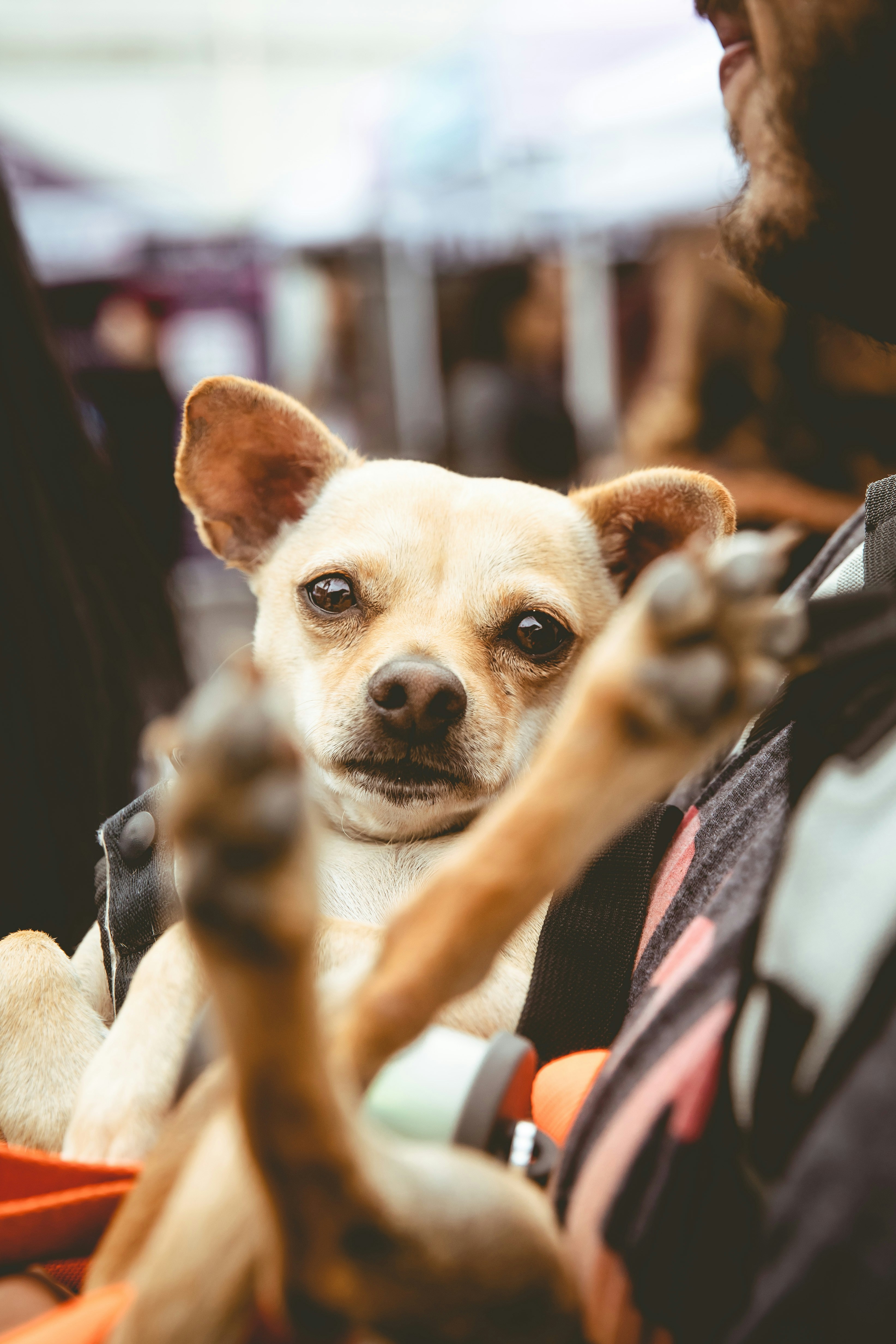 Focused Whim: A Chihuahua’s Close-Up Amid the Bustle