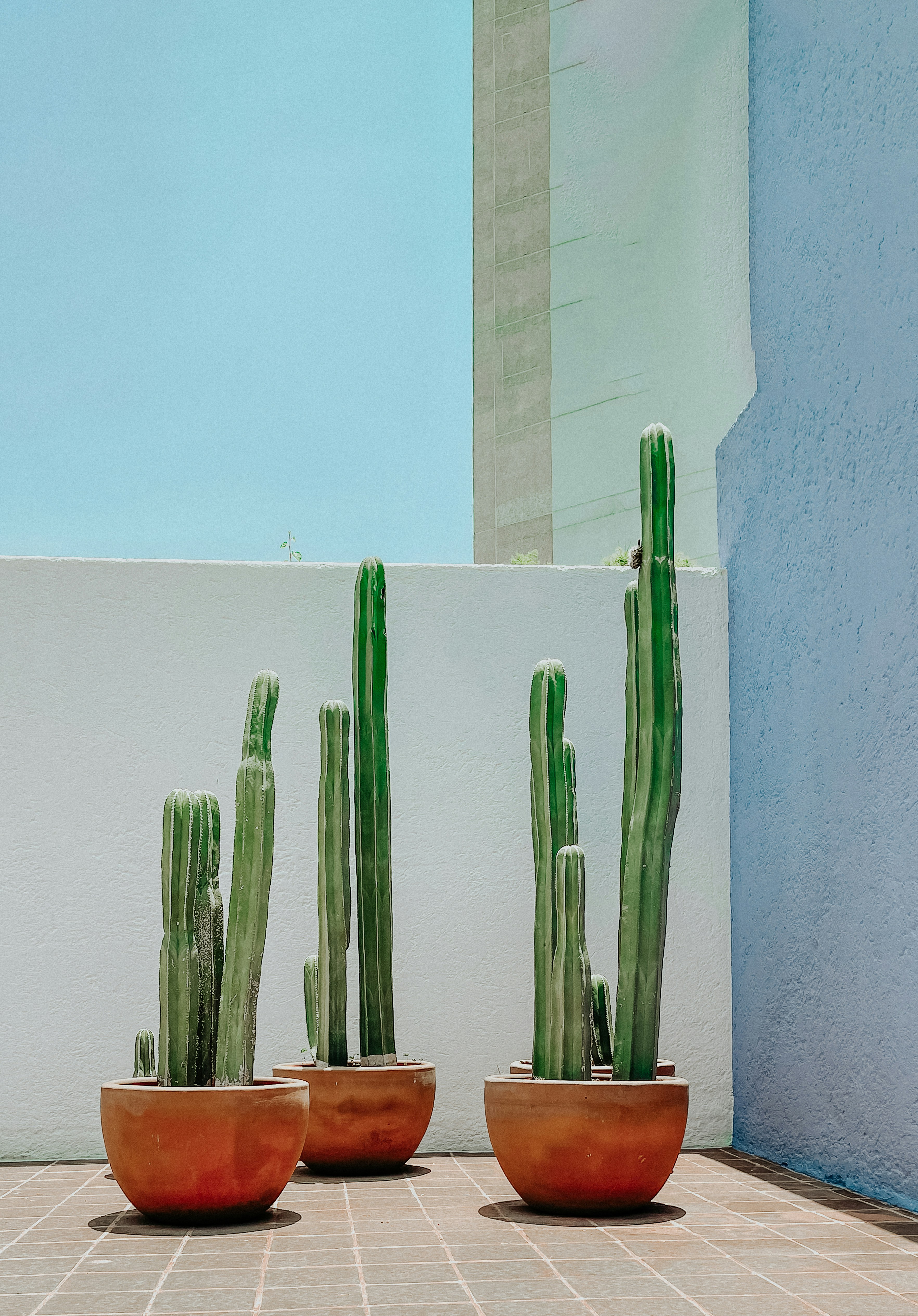 Terracotta Pots, Sky-Blue Walls: A Quiet Cactus Portrait