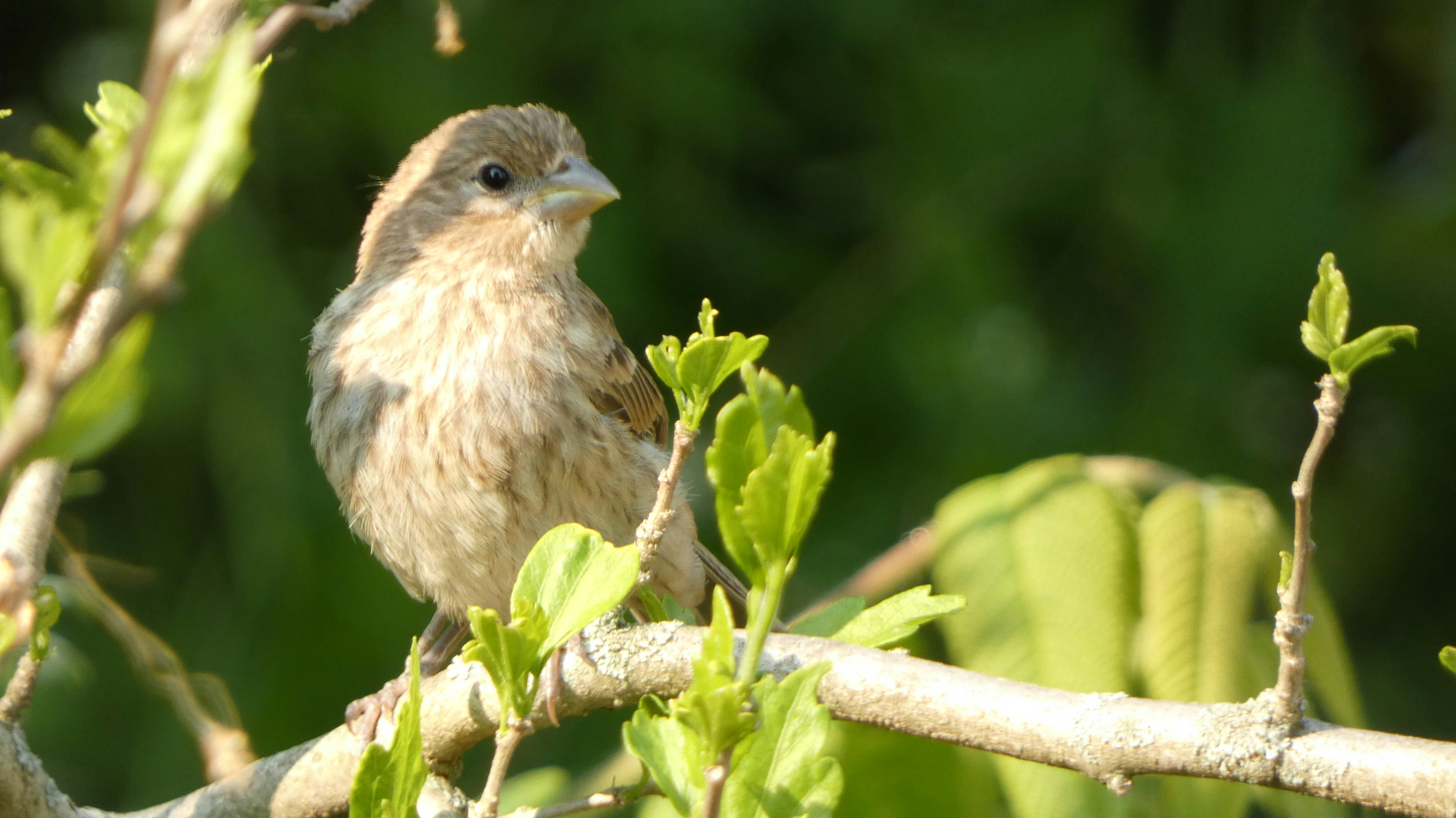 A small bird perched on a branch of a tree photo – Free Wadsworth Image ...