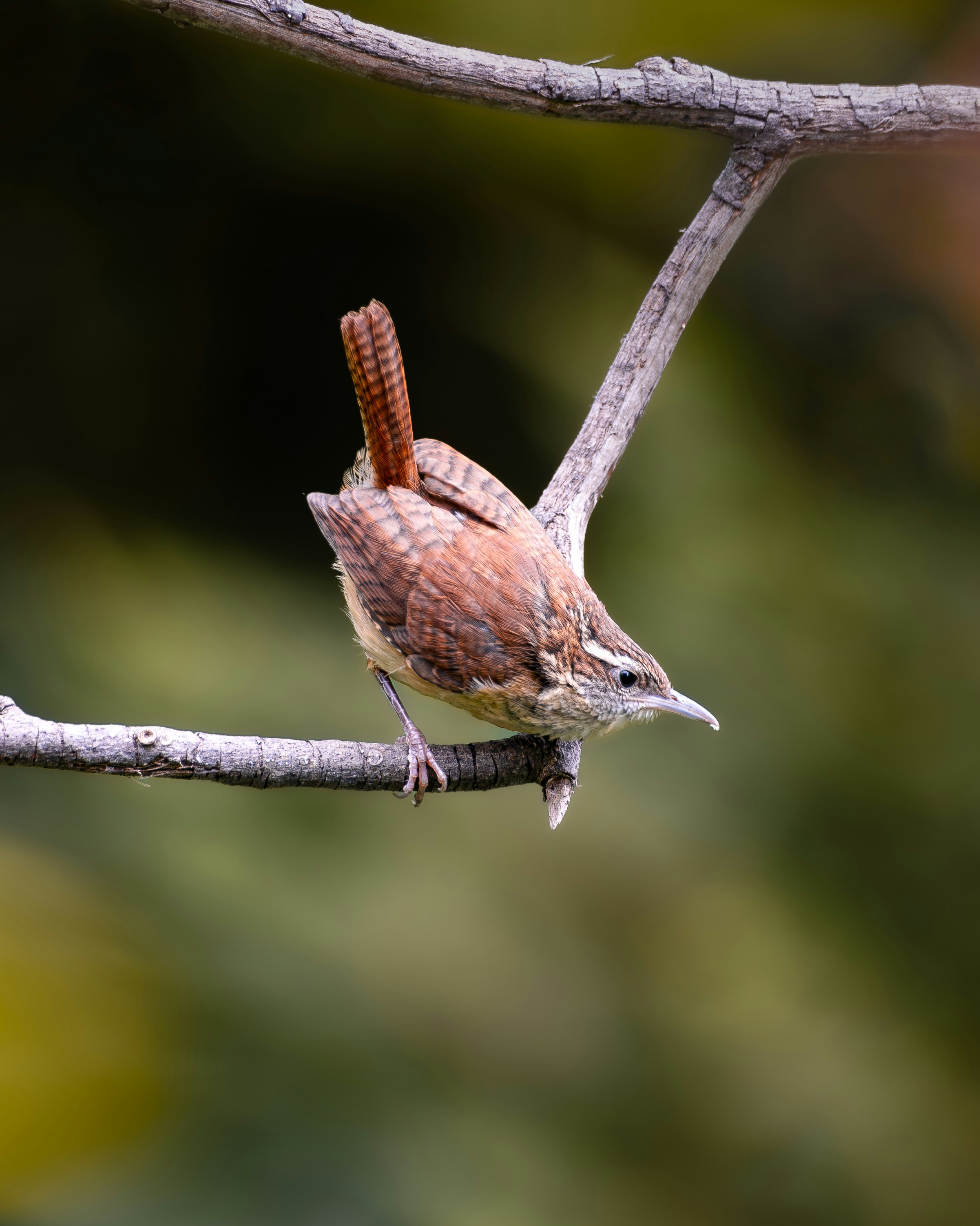 A small bird perched on a tree branch photo – Free Carolina wren Image ...