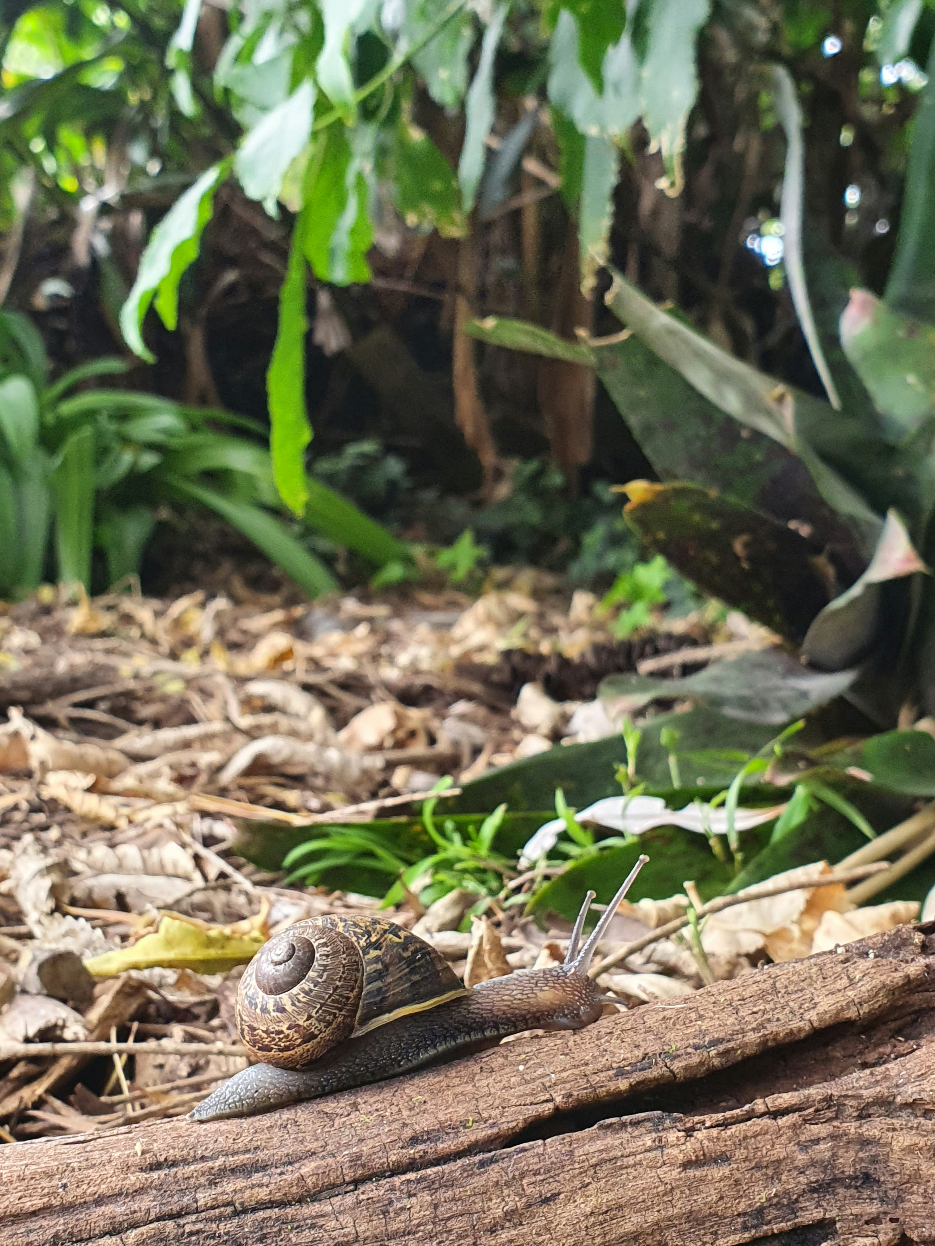 A snail is sitting on a log in the woods photo – Free Snail Image on ...