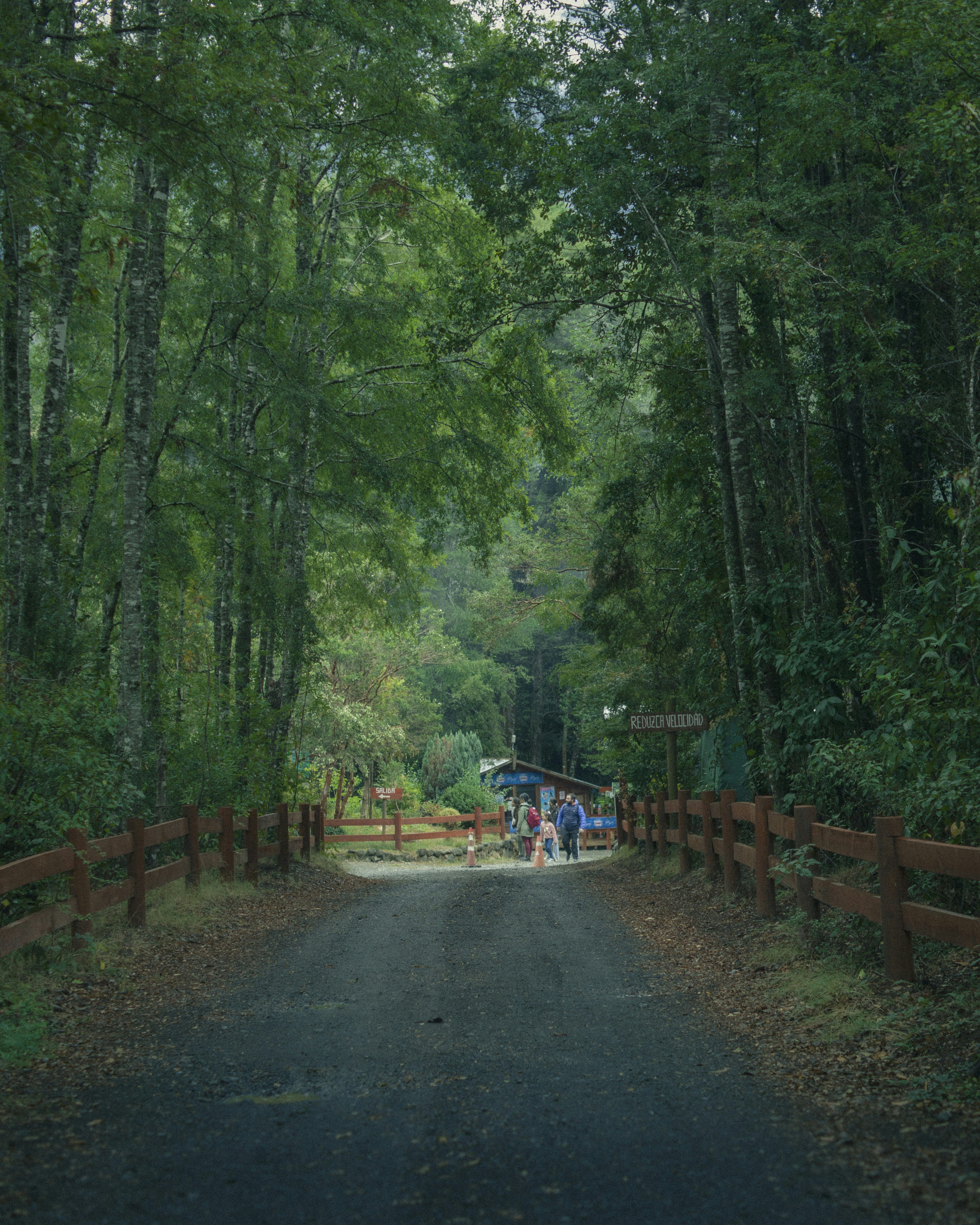 Forest Trail Converges on a Blue Shelter