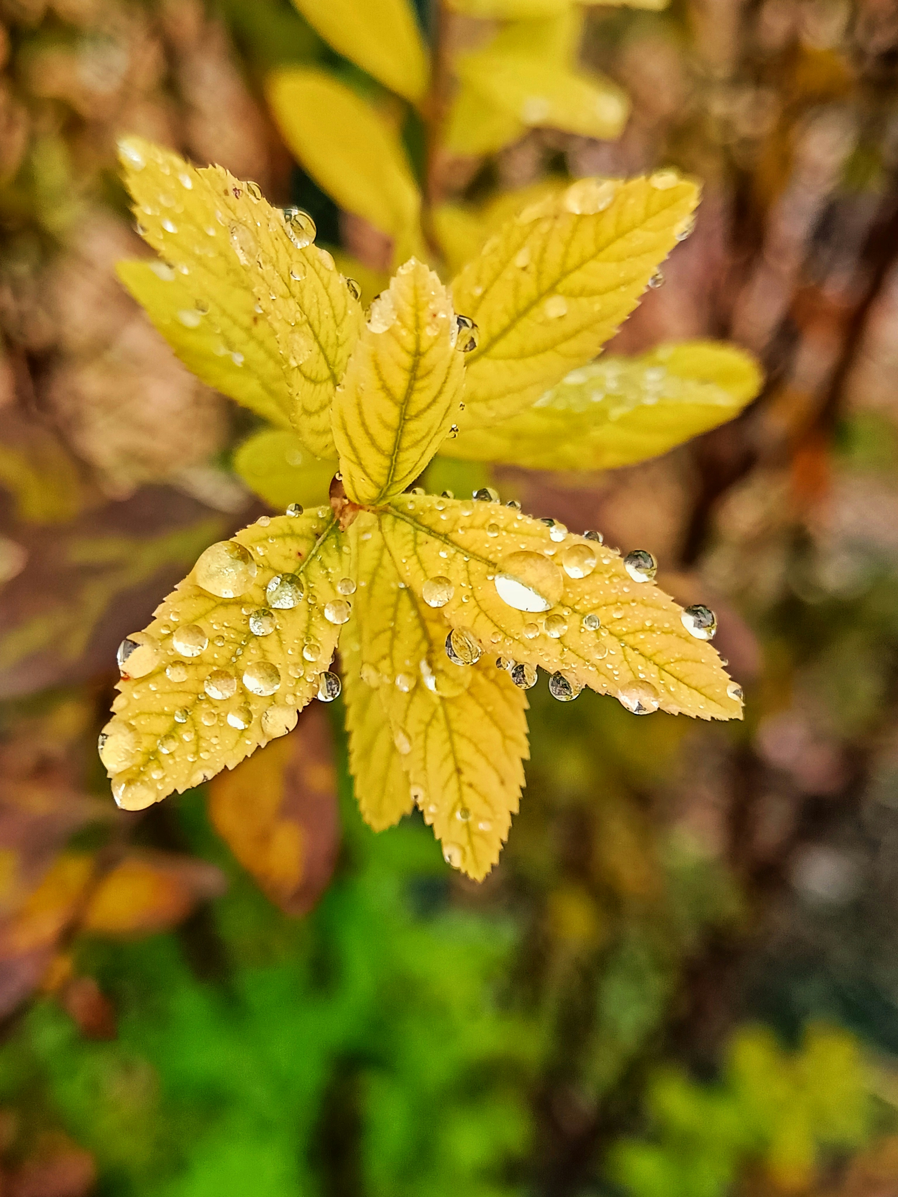 Photo by Alex Bondarenko with OnePlus Nord 2