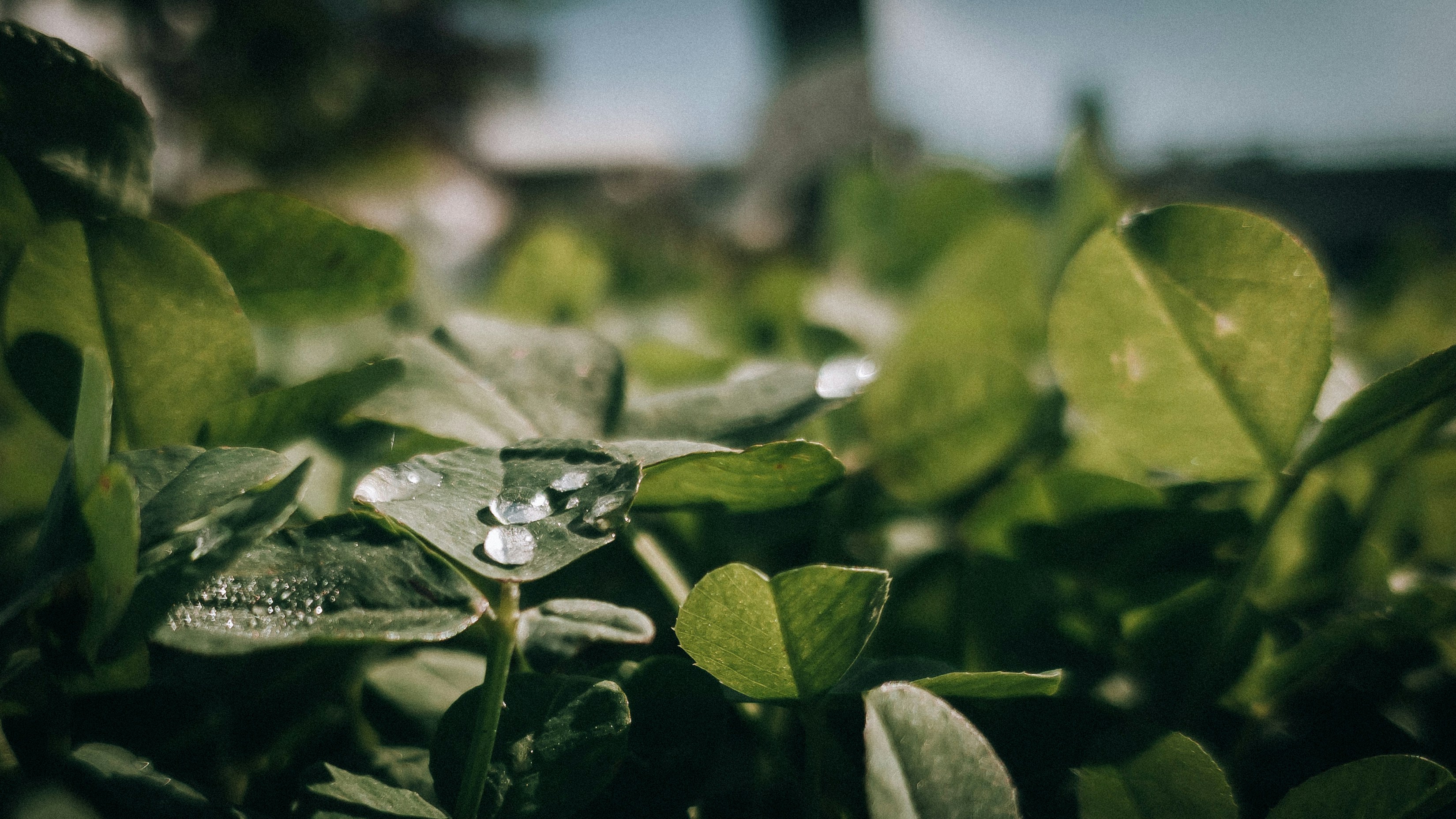 Dew-kissed Leaf Close-Up in Morning Light