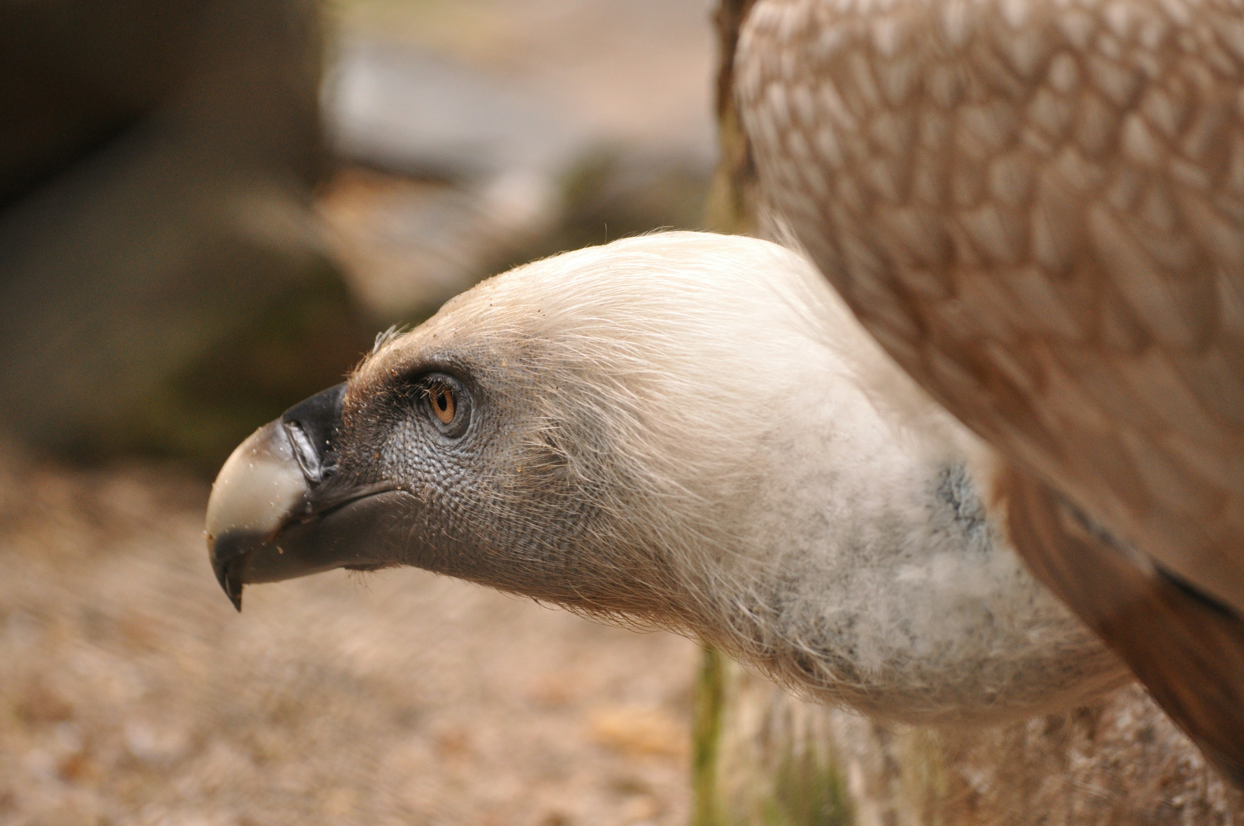Profile of a Vulture: A Close-Up Portrait of Beak and Feathers