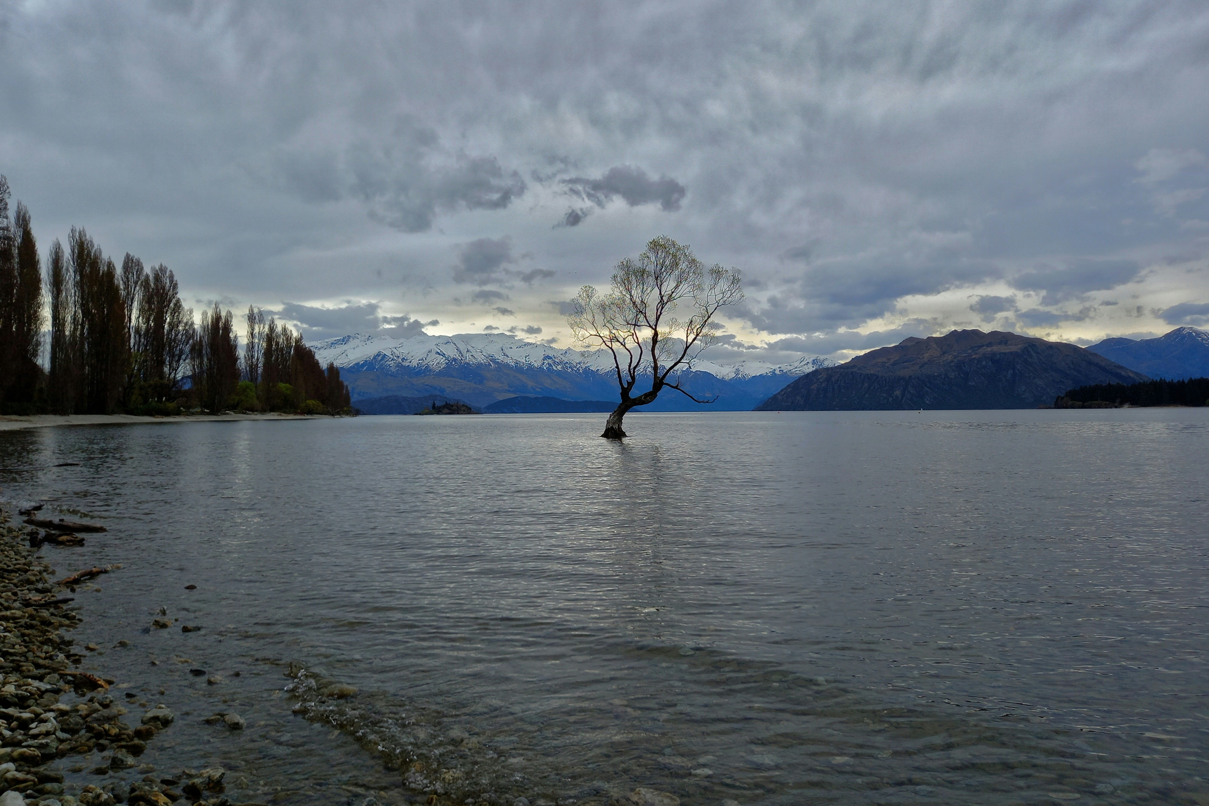 A lone tree rises from a calm alpine lake with distant mountains under a cloudy sky.