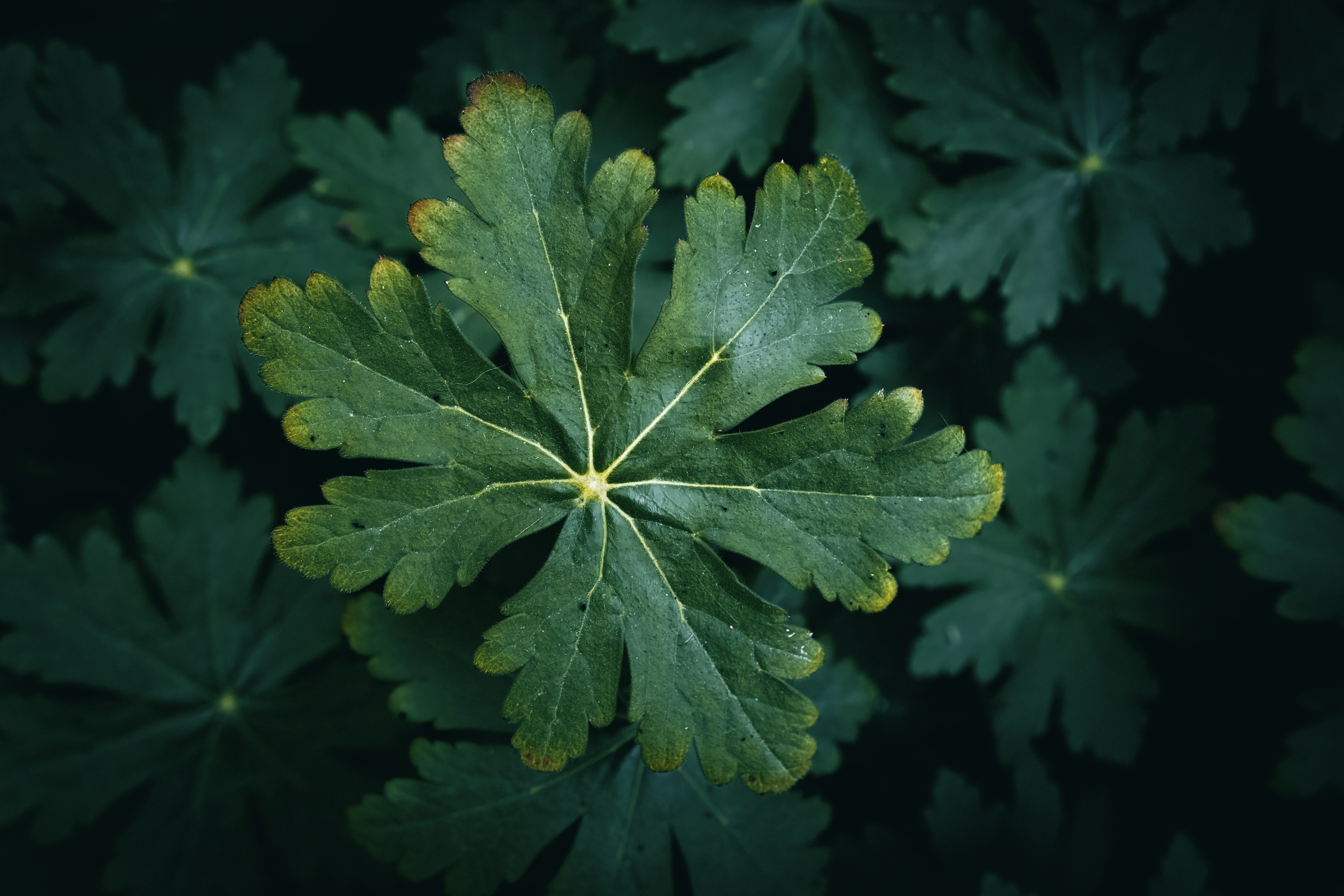 Radial Vein Study: A Centered Close-Up of Green Texture