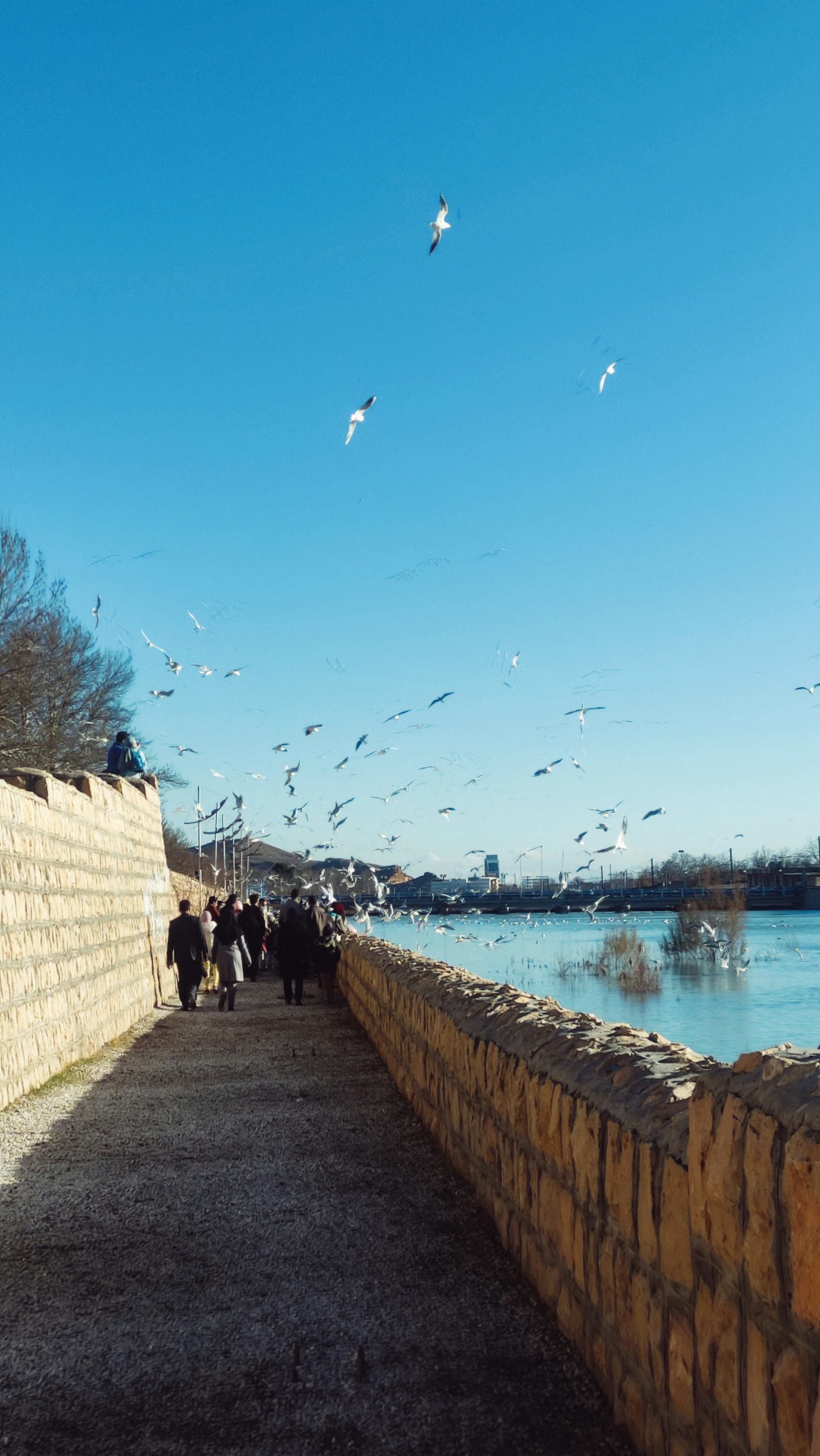 Blue Sky Walk: Birds and Path by the Riverfront