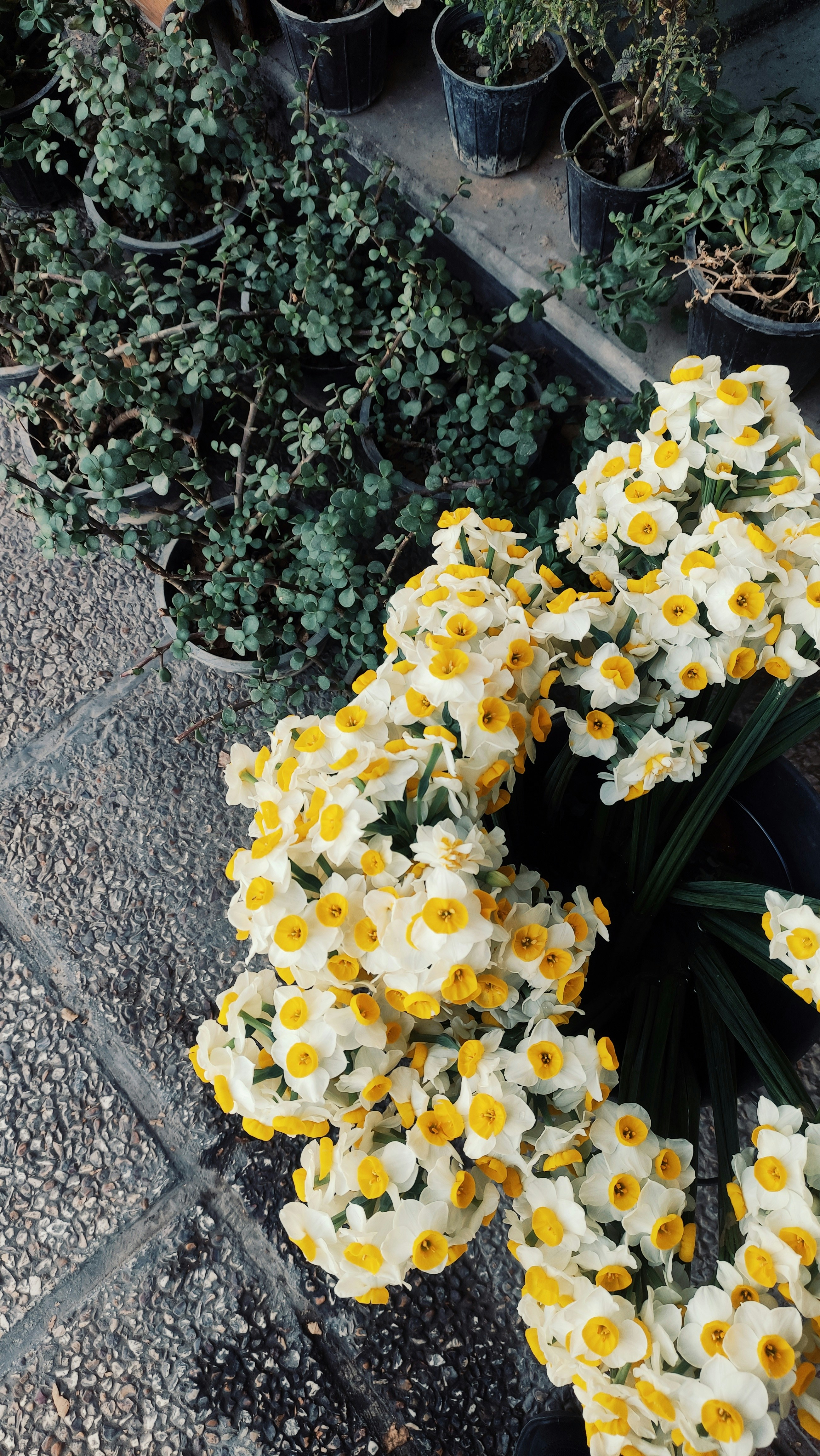 A dense cluster of white petals with bright yellow centers lines a garden path. Leafy pots form a green backdrop.