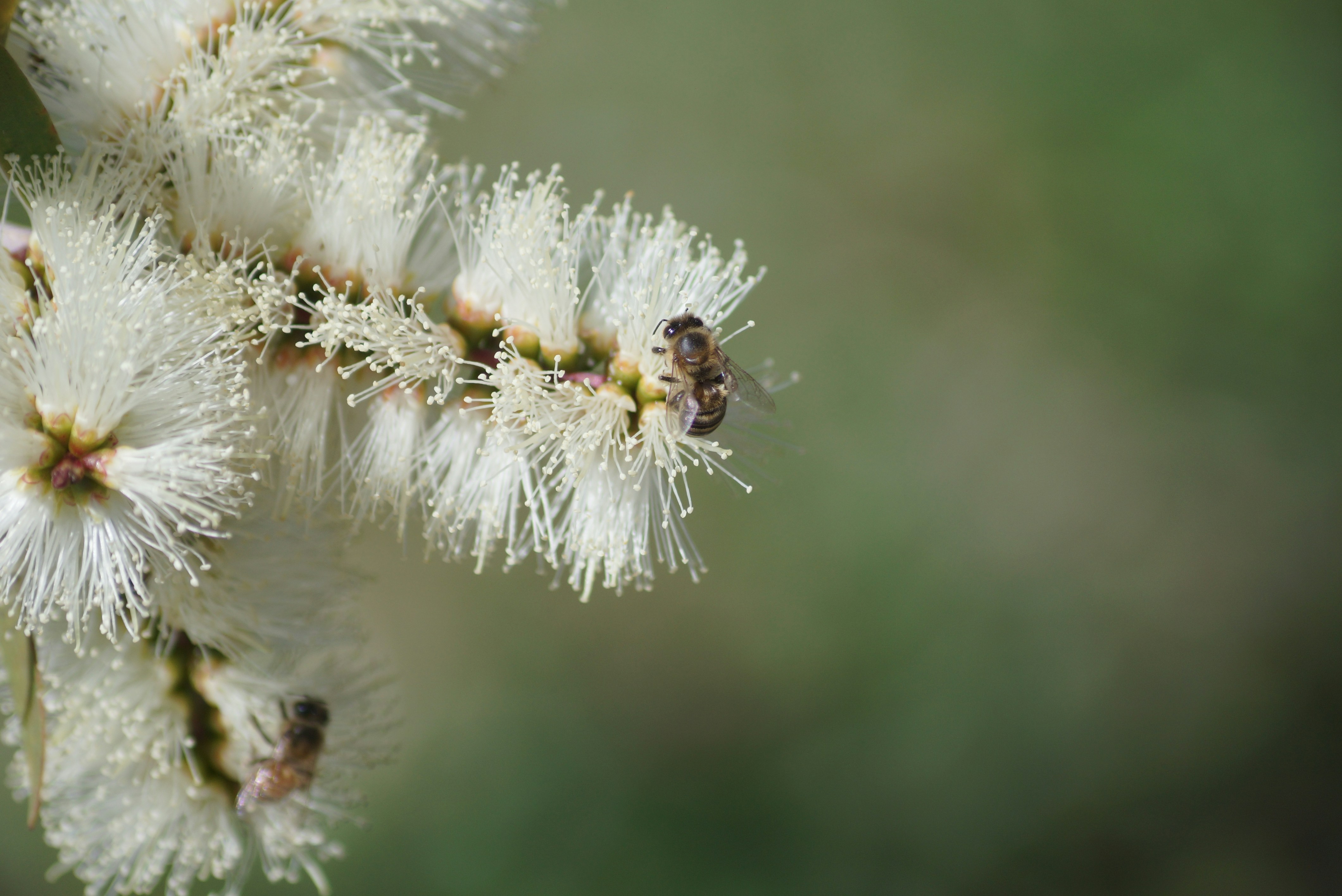 Peitschen Polly Pictures | Download Free Images on Unsplash