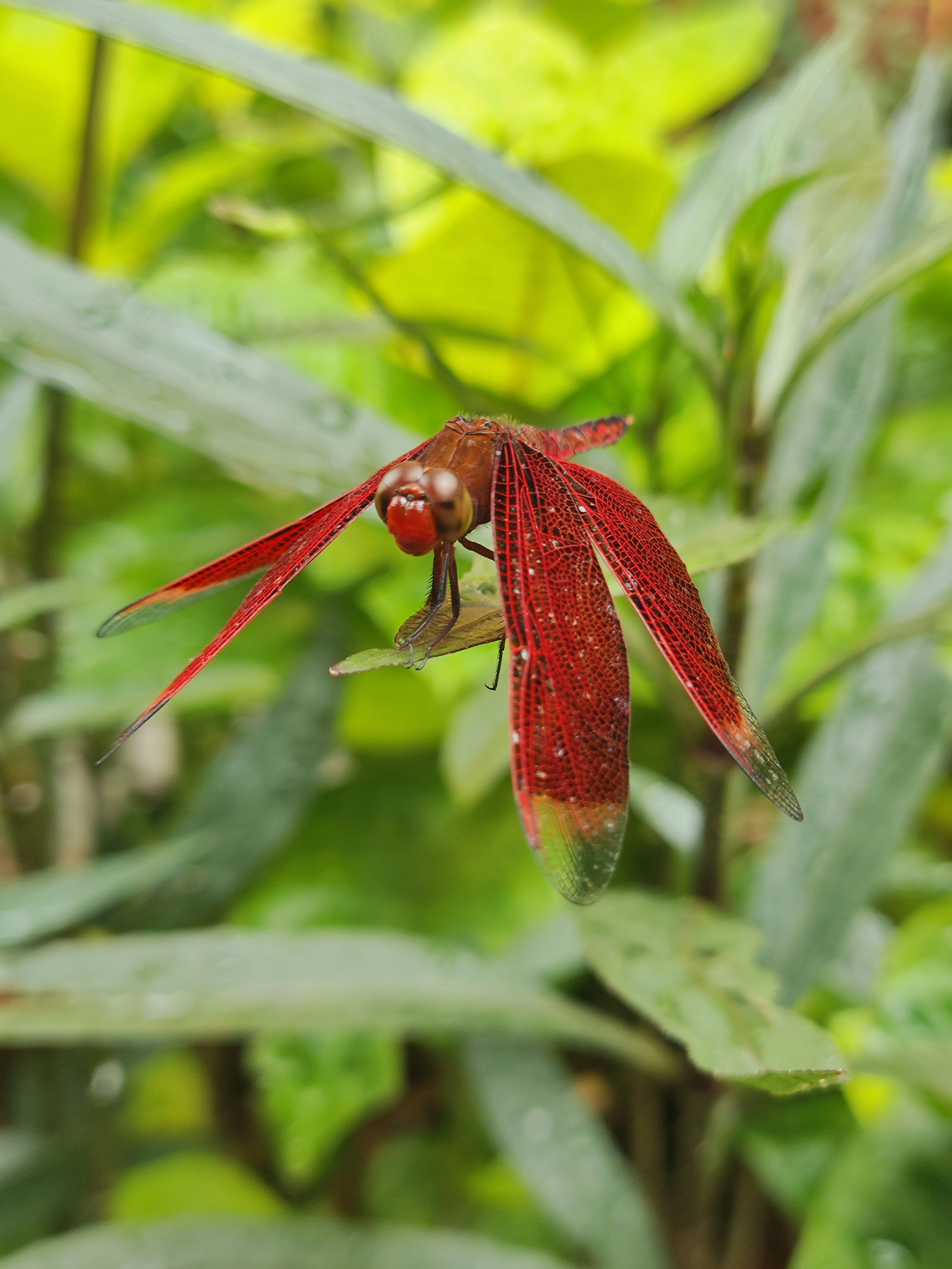 Close-up photograph of a red dragonfly perched on green foliage, showcasing detailed wing venation and vibrant color. Shallow depth of field isolates the insect from the blurred background.