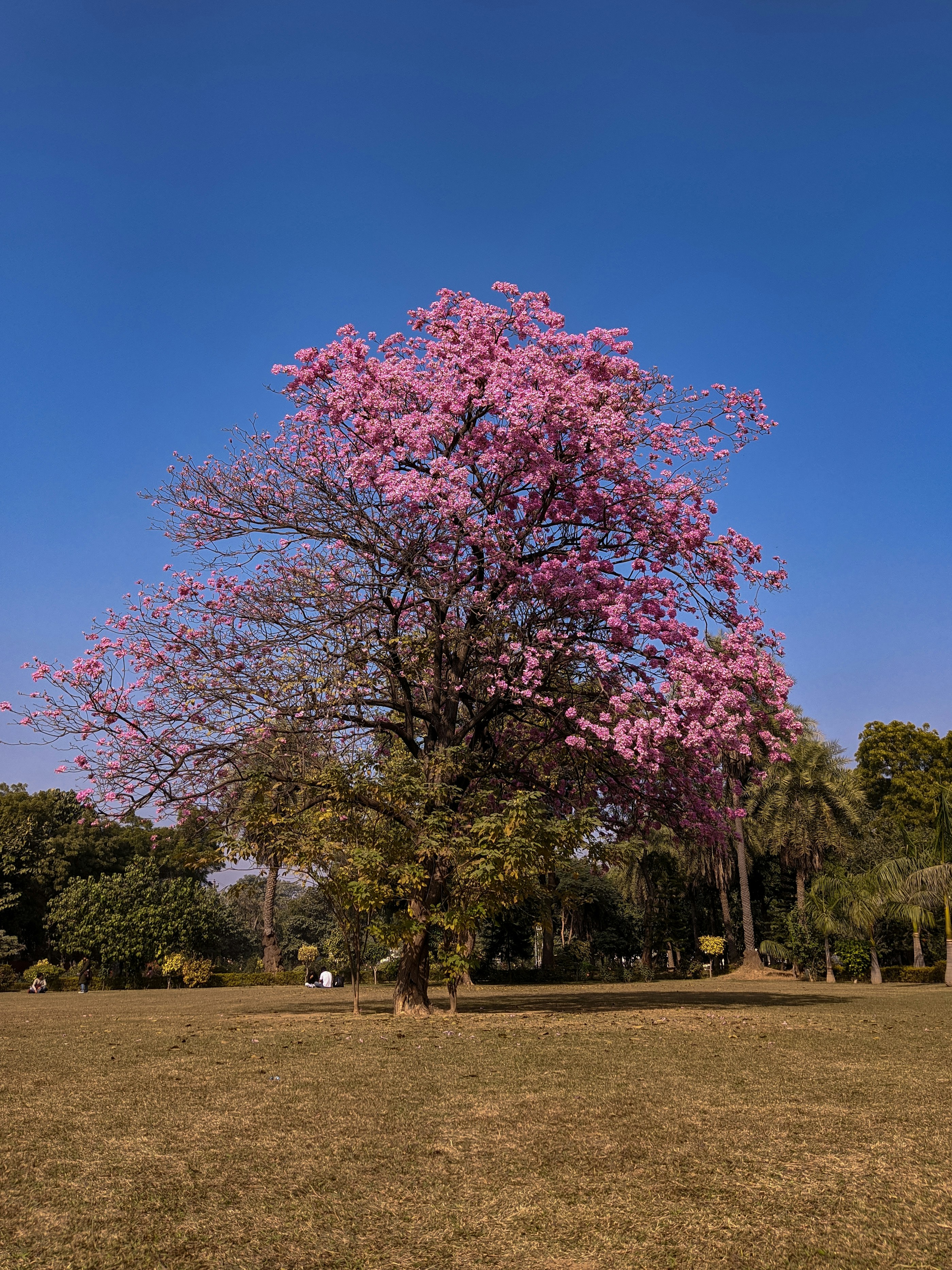 Photo by Ahmad Attari with Redmi 10X