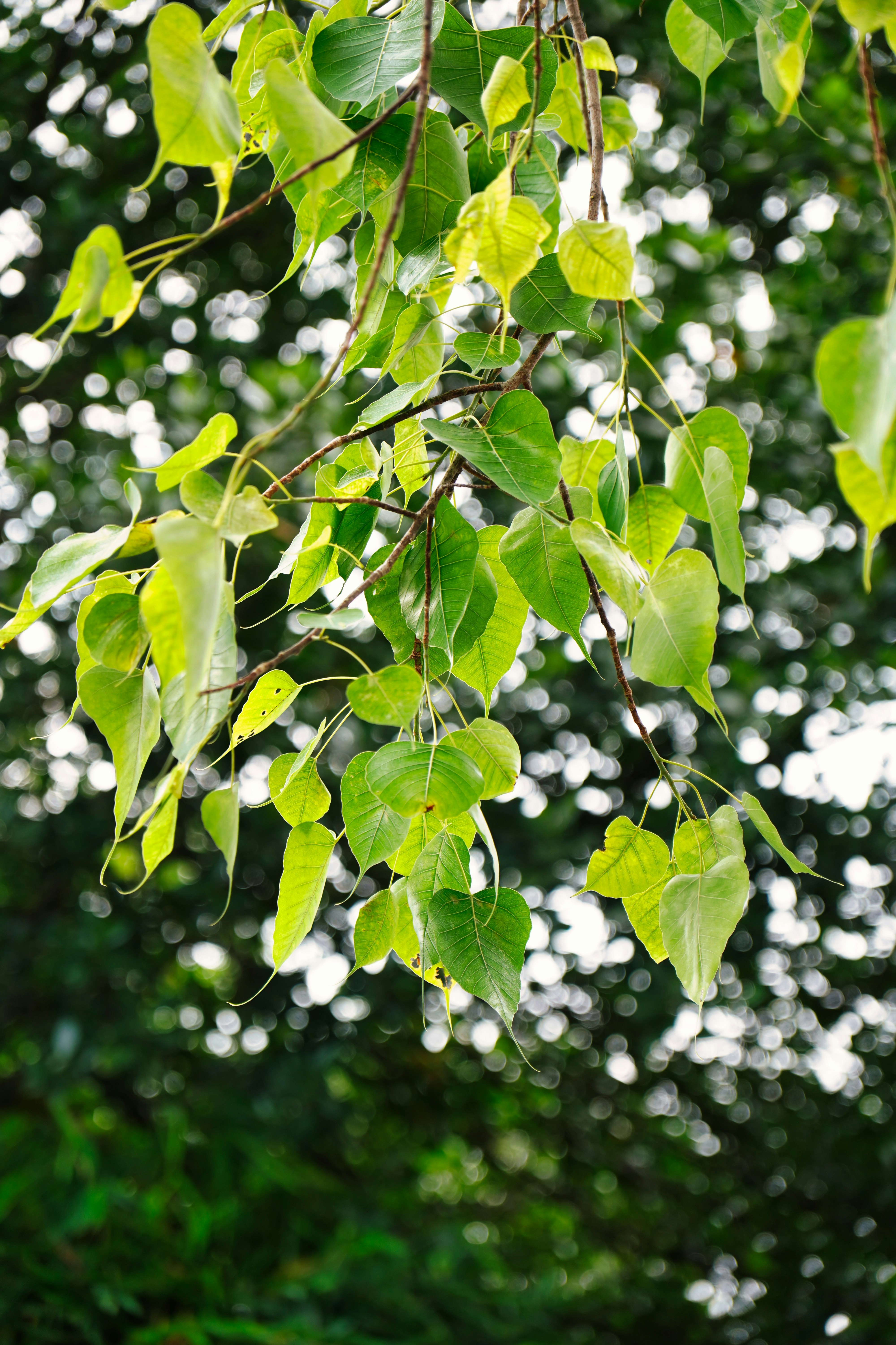 Green leaves hanging from a tree in a forest photo – Free Tamron Image ...