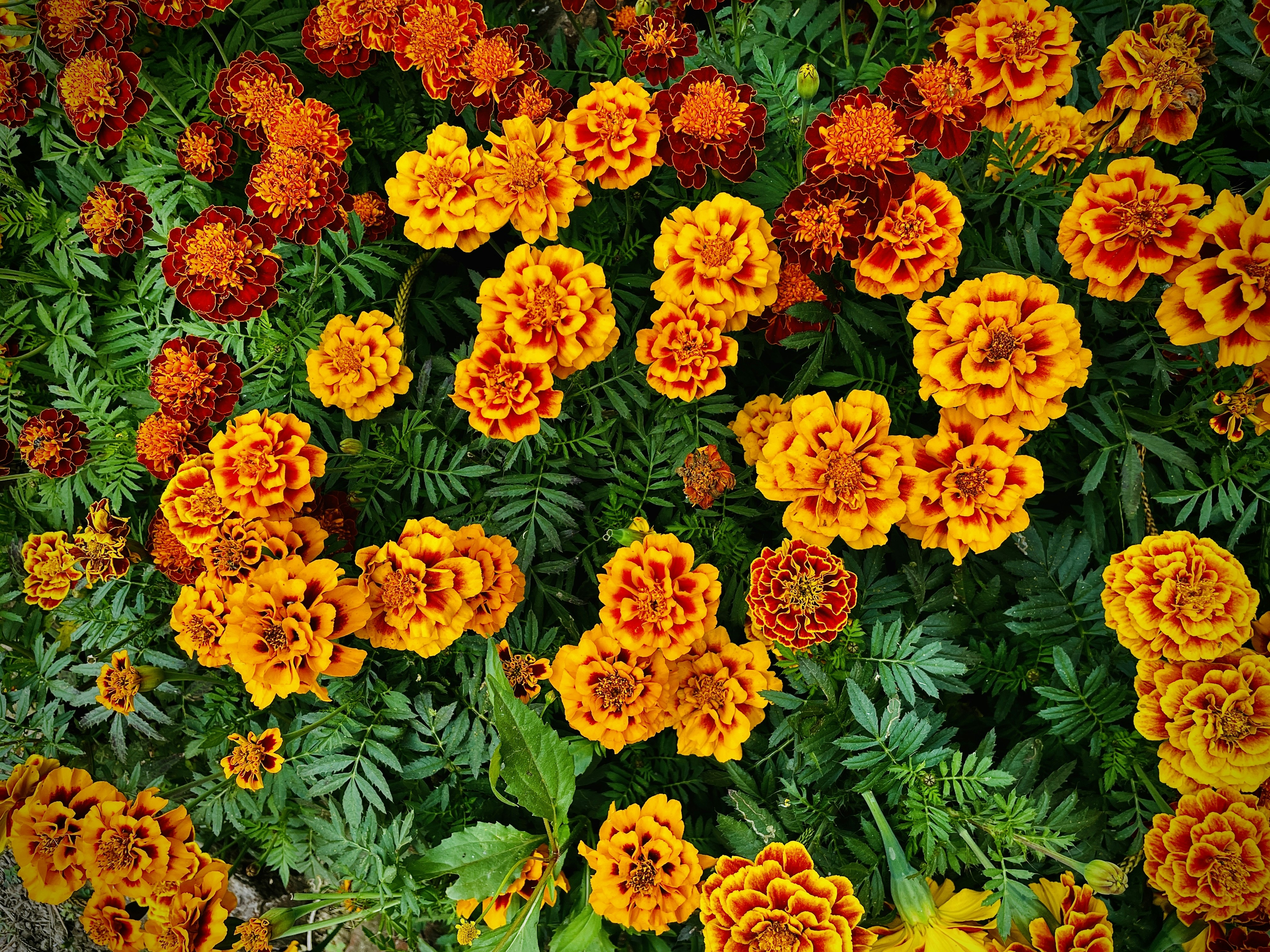 A group of orange and yellow flowers in a garden photo – Free Flower ...