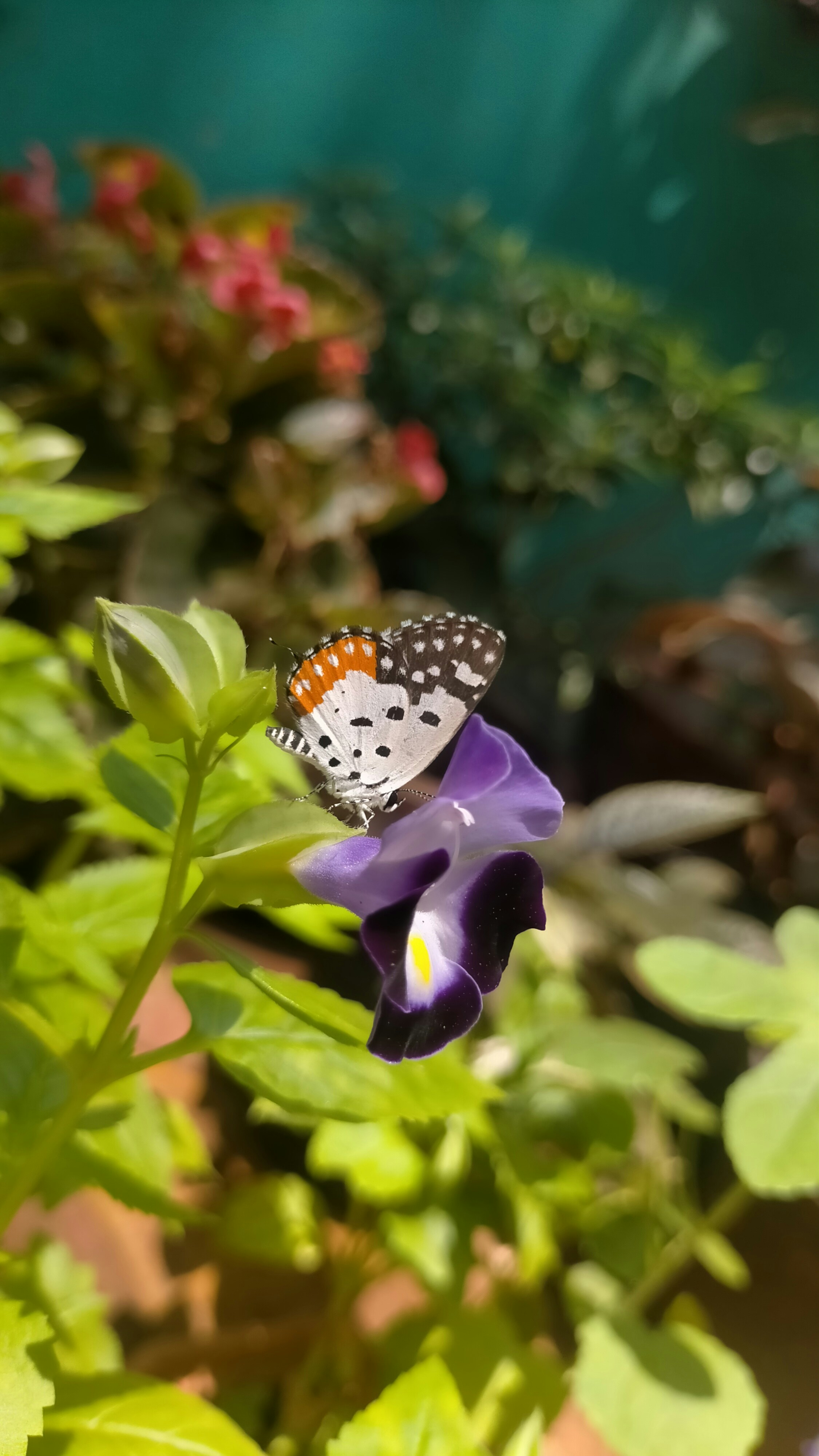 Butterfly perched on a purple petunia amid lush green foliage in bright garden light.