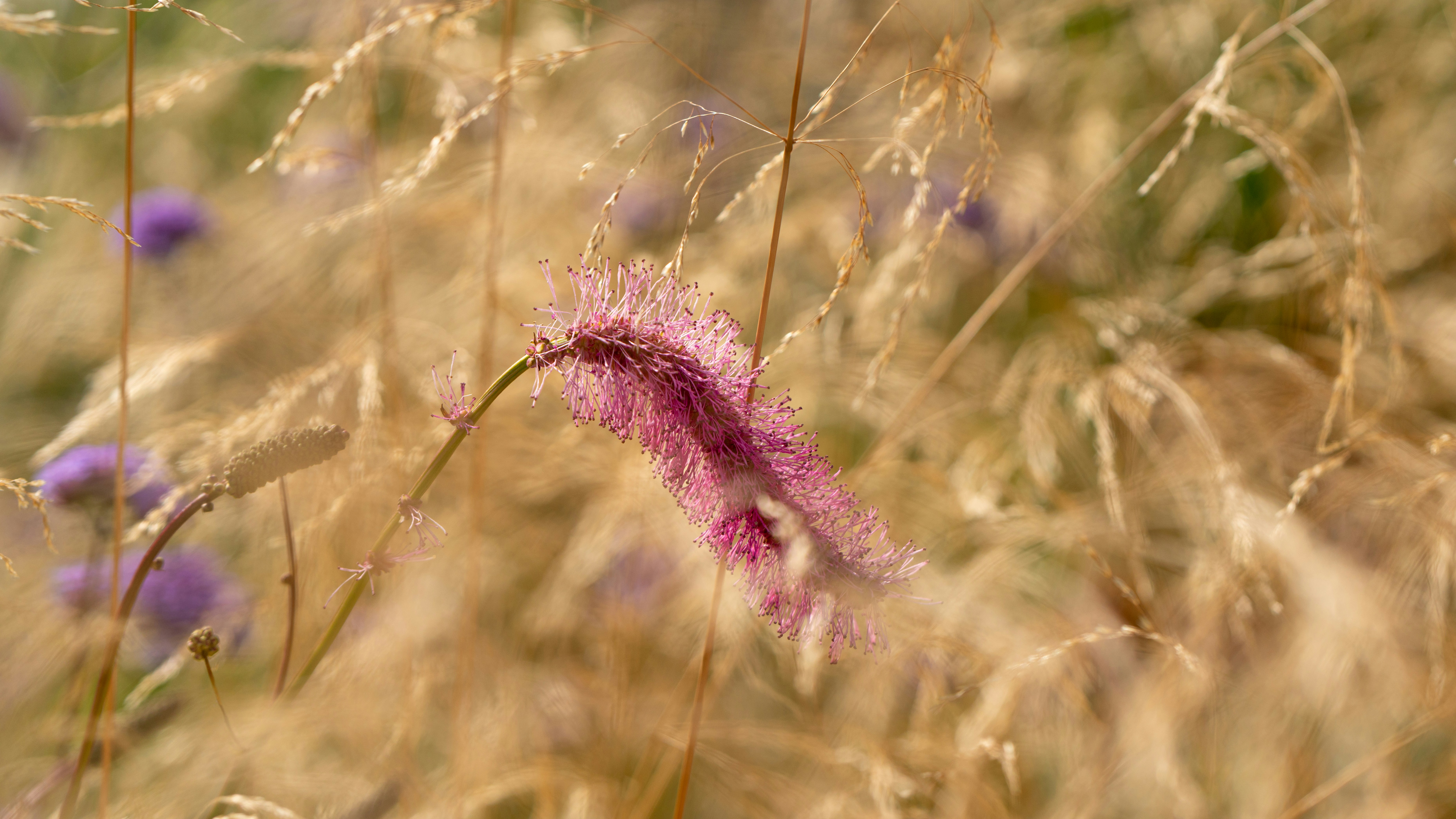 Pink Velvet Tassel Amid Golden Prairie