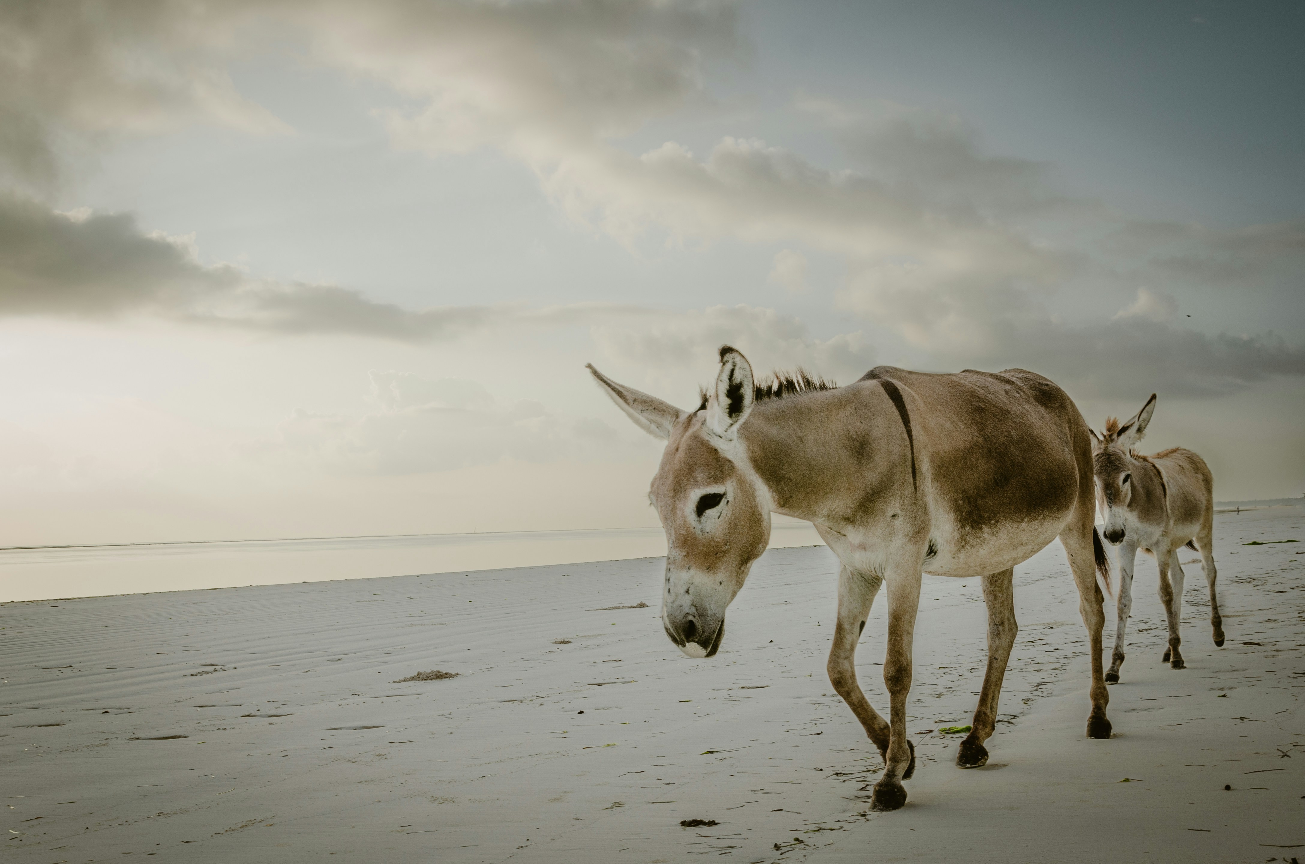Coastal Stroll: Donkeys on a Wind-Washed Beach