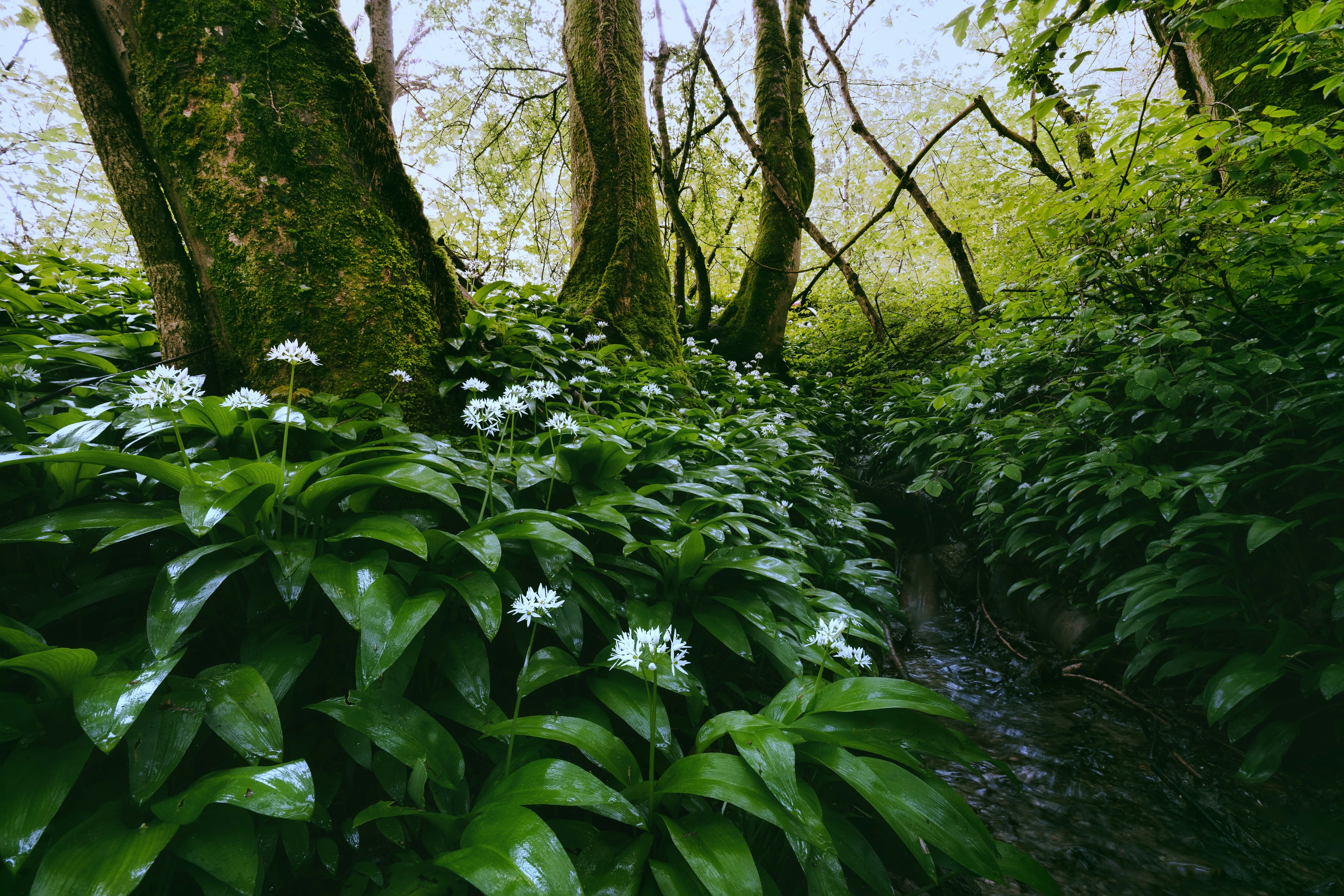 Wild Garlic Pictures | Download Free Images on Unsplash
