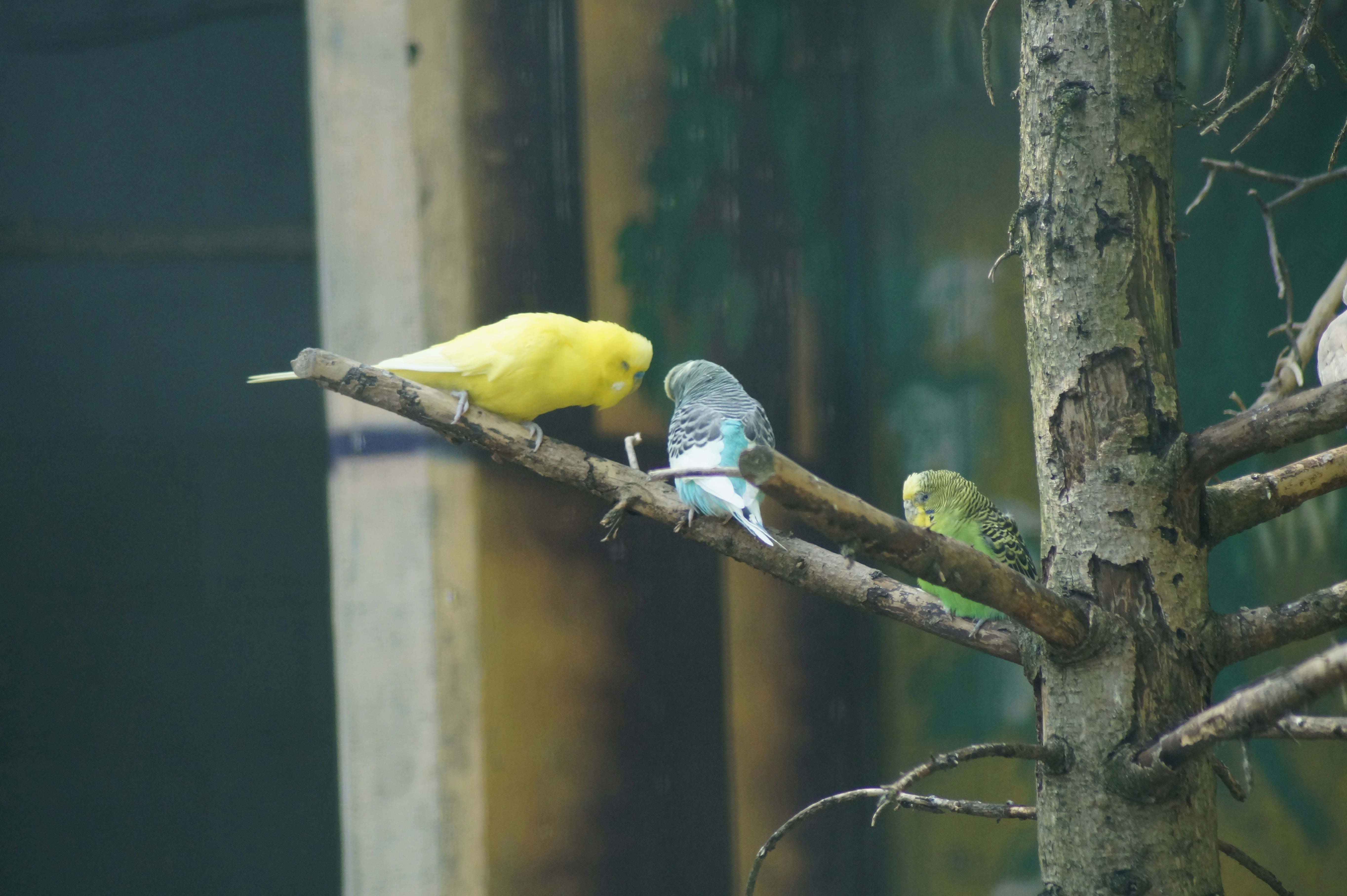 Photo by Stefan Luft with Sony Alpha 58