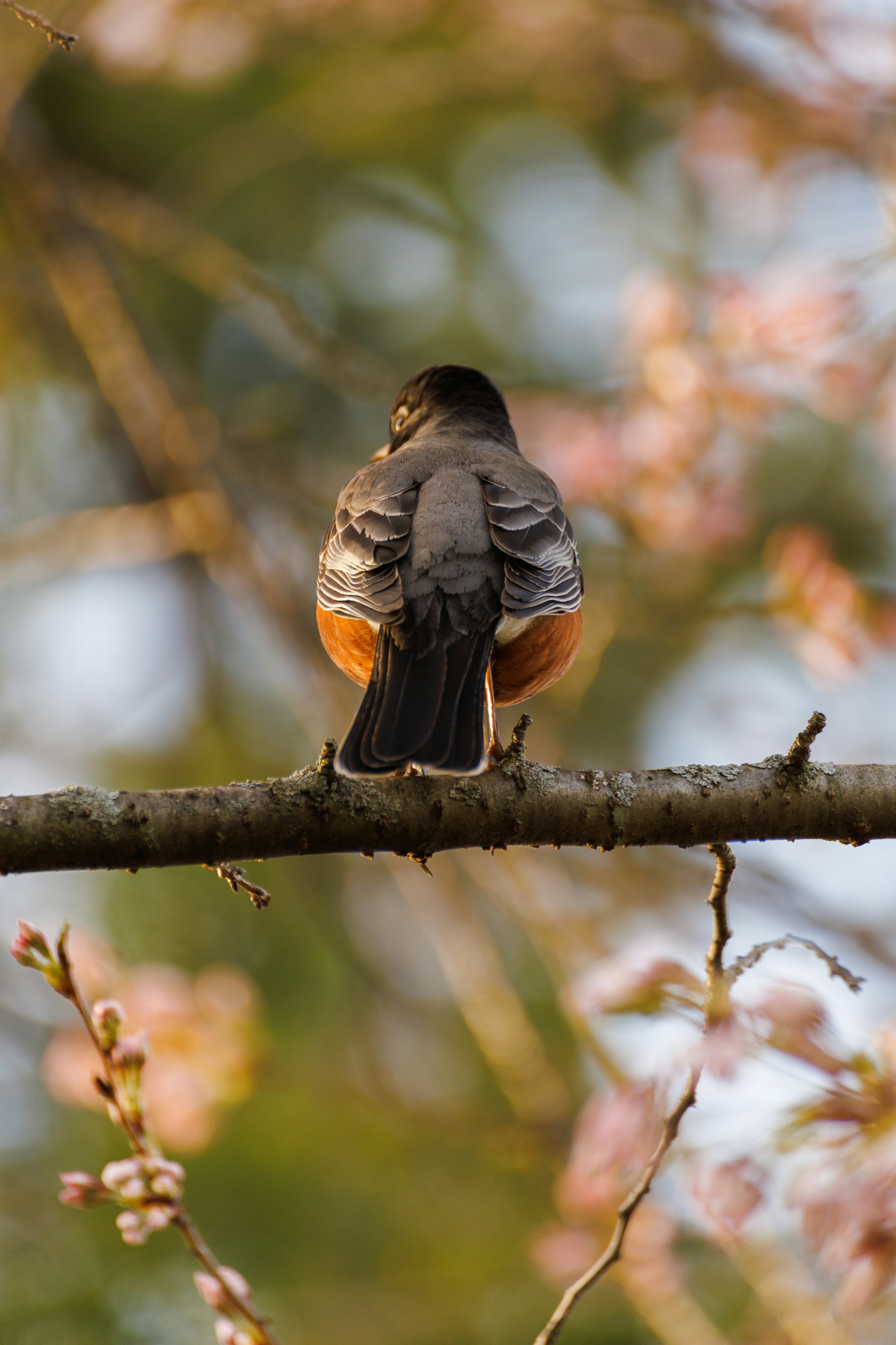 Back-View Robin Framed by Spring Blossoms