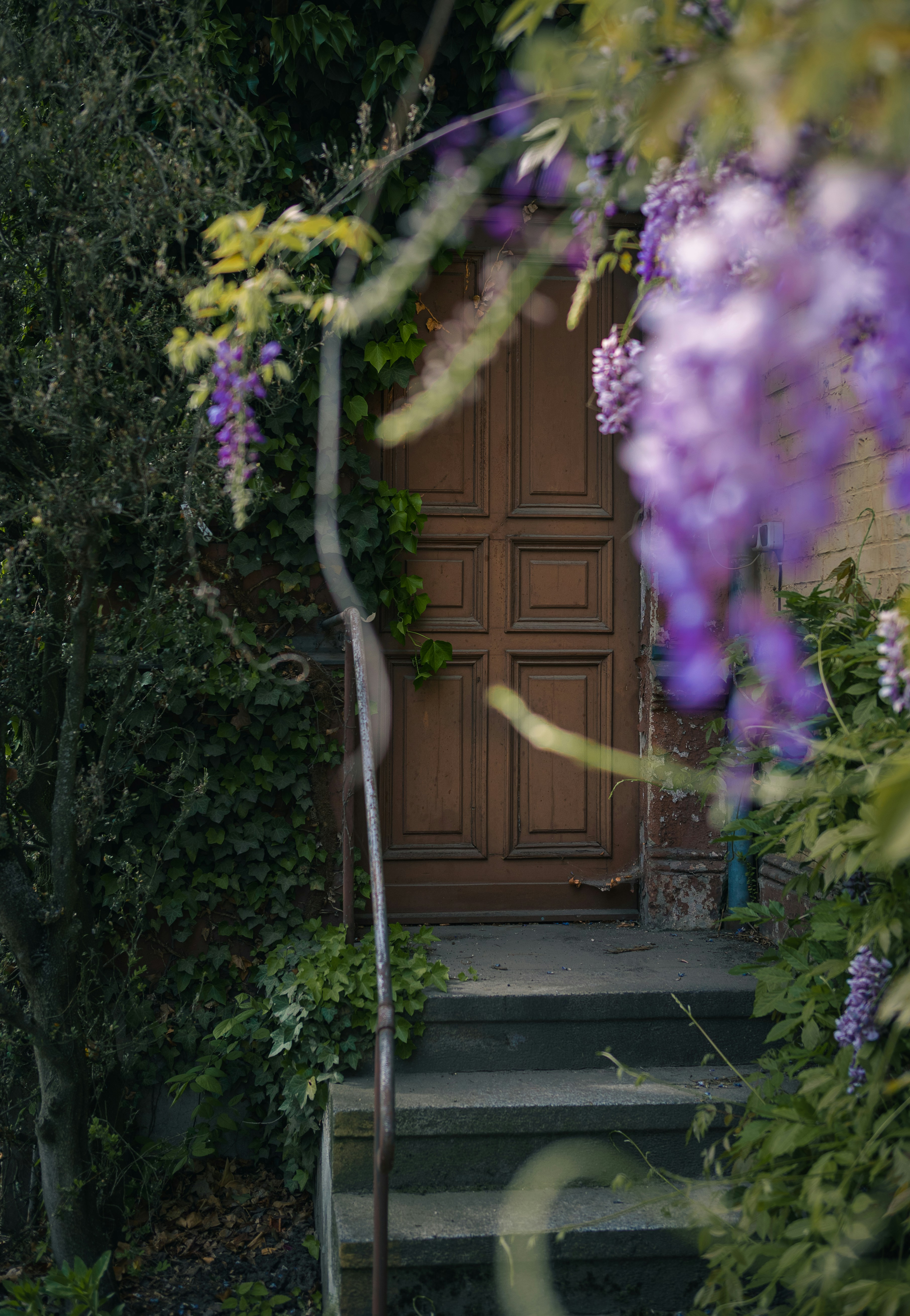 Threshold of Violet Veils: A Wisteria-Framed Doorway